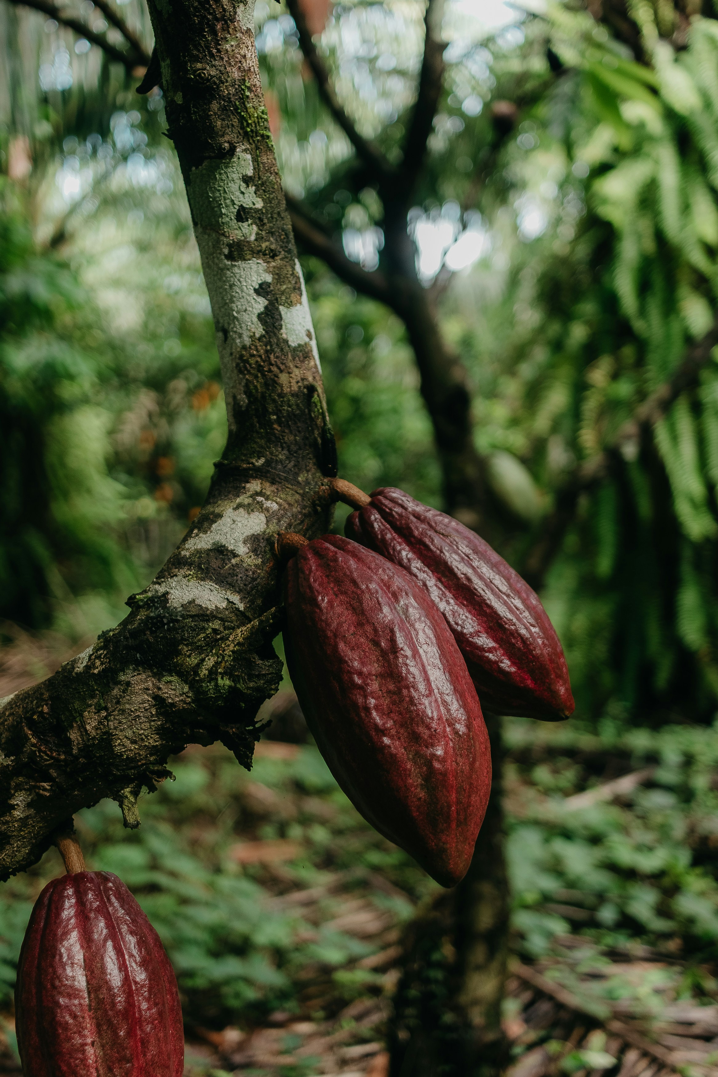 Red cocoa pods cling to a mossy branch in a verdant grove
