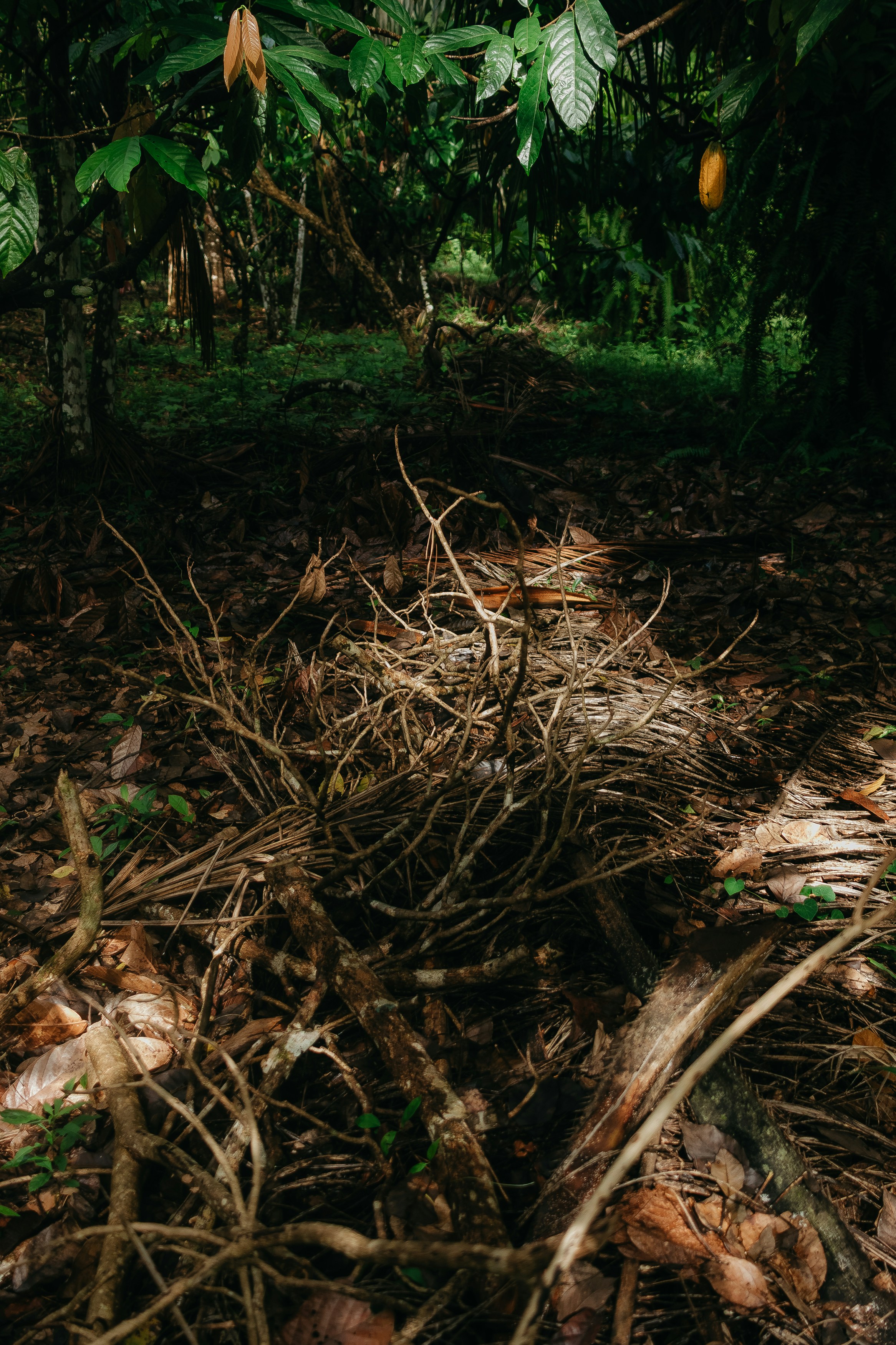 Sunlit Nest in a Tangled Forest