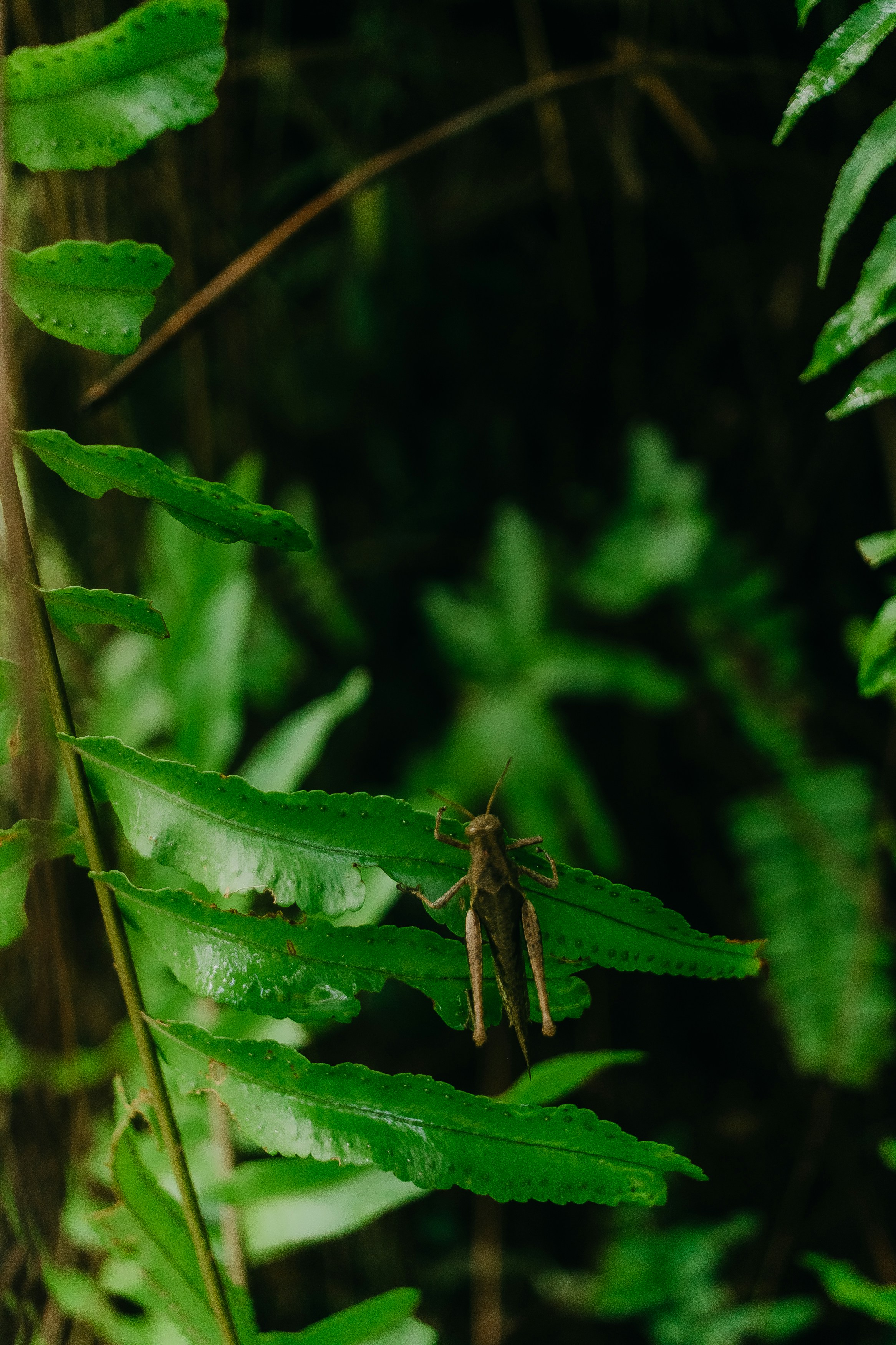 Stealth Visitor on a Fern: A Camouflaged Cicada in Green Depths