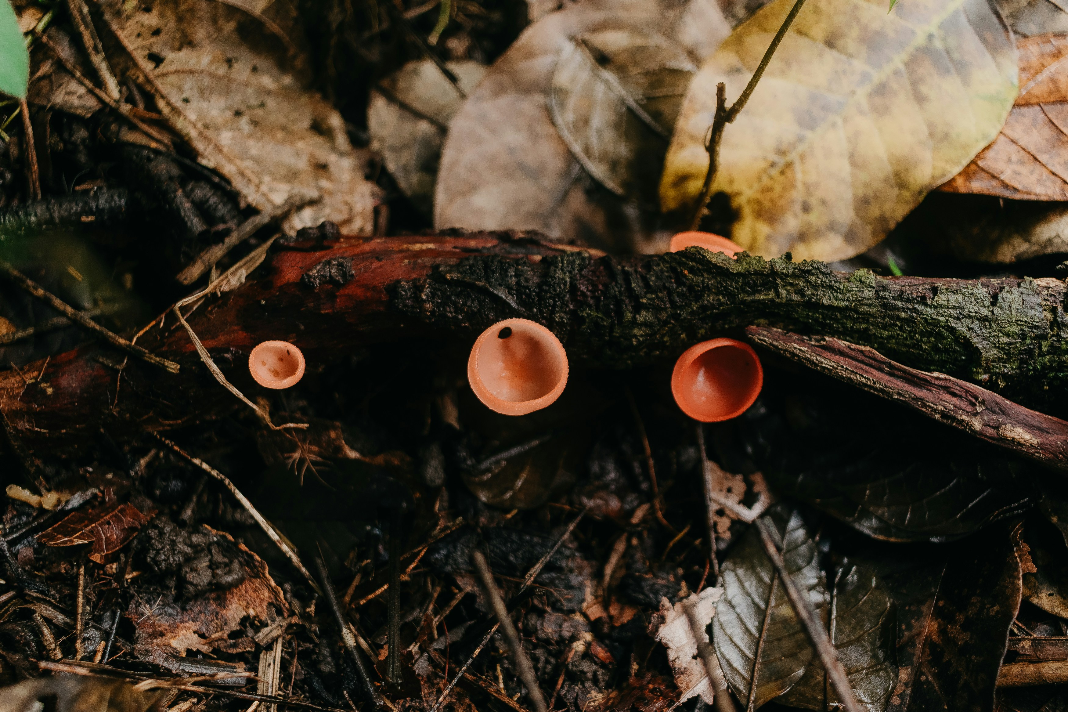 Tiny Cup Fungus Rally in Decaying Leaf Litter