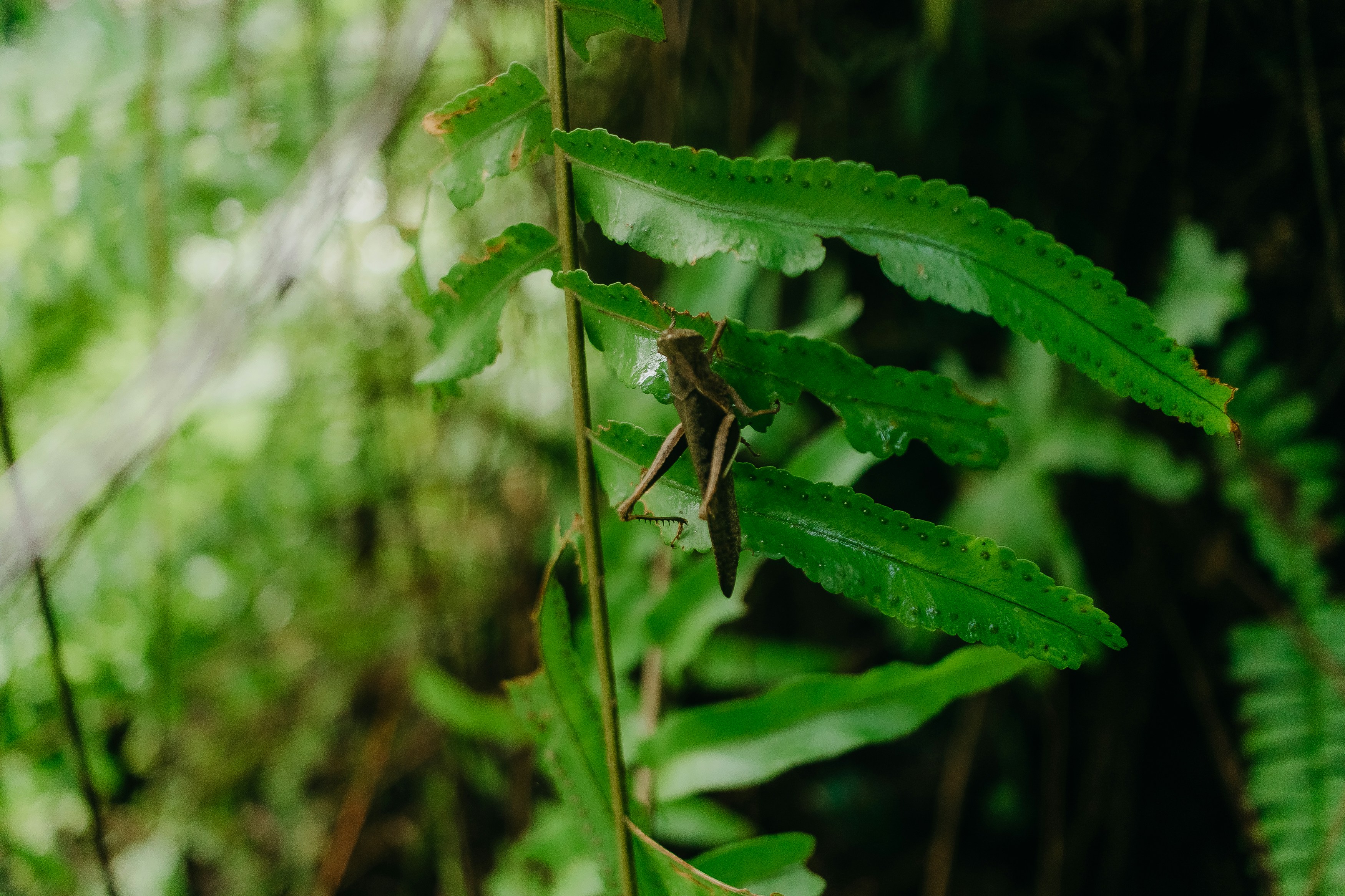 Stalking Still: A Mantid Clings to Fern in Quiet Green