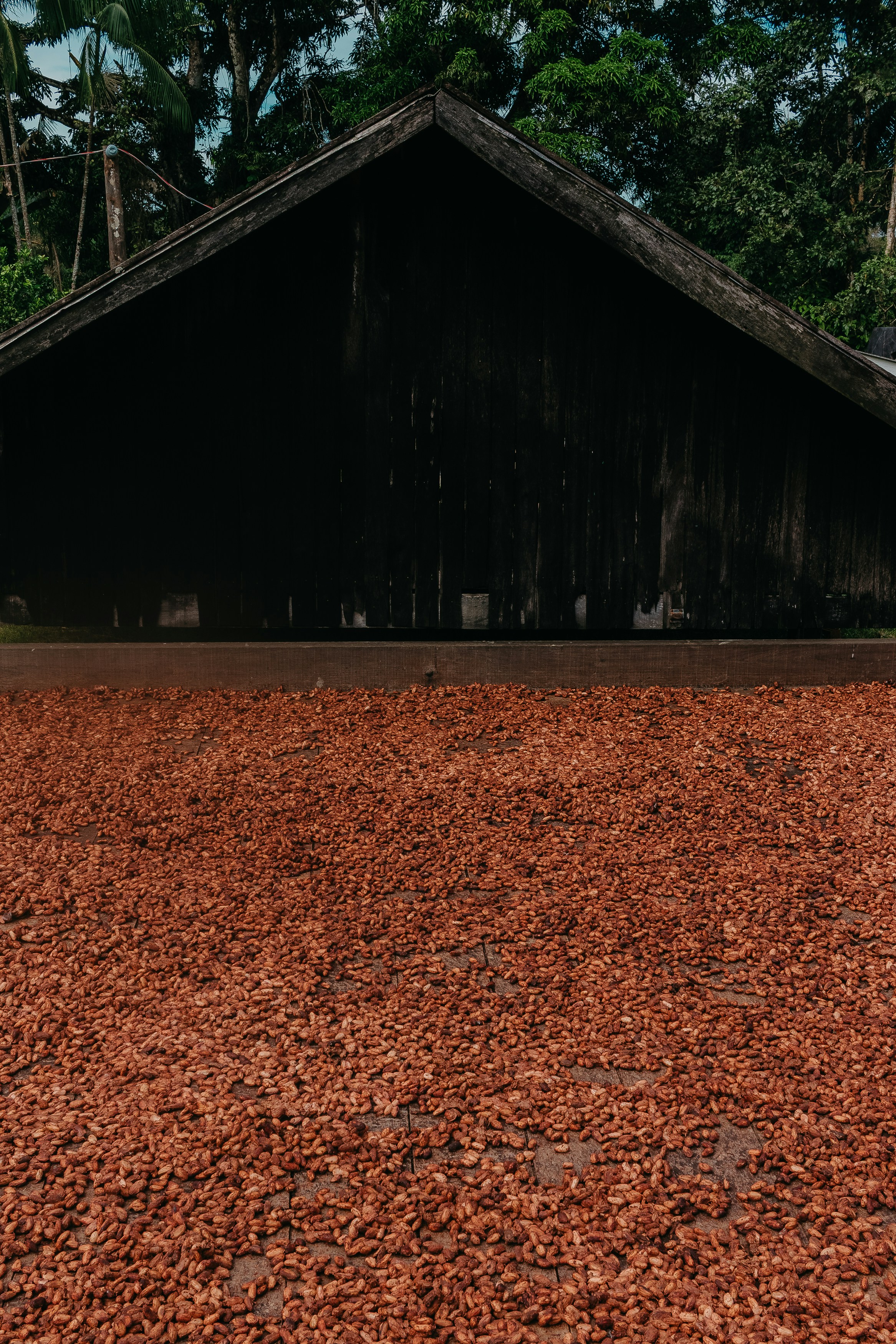 The Gabled Shadow: A Weathered Barn Against a Canopy of Green