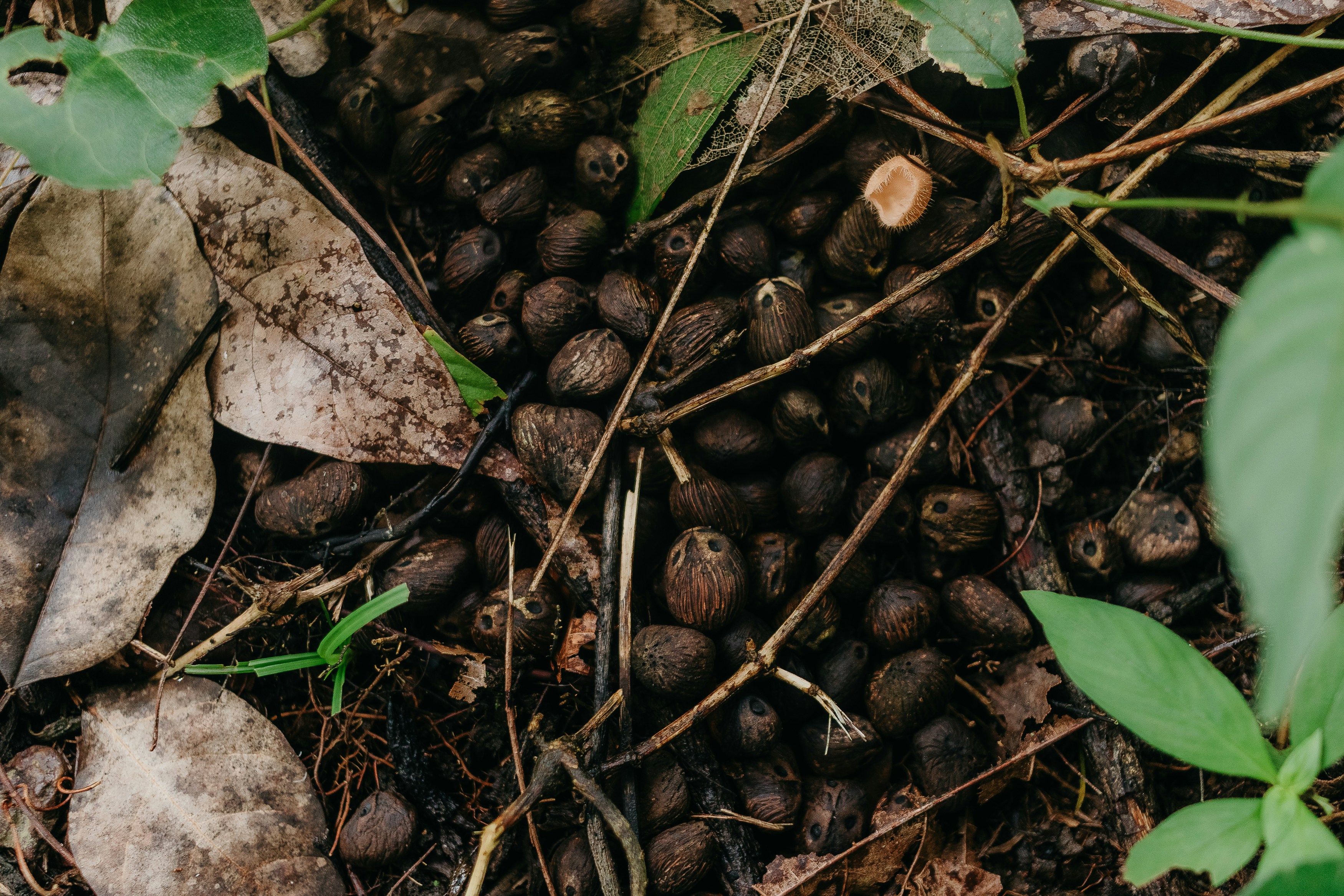 Understory Cache: A Cluster of Nuts and Twigs in Forest Floor Fibers