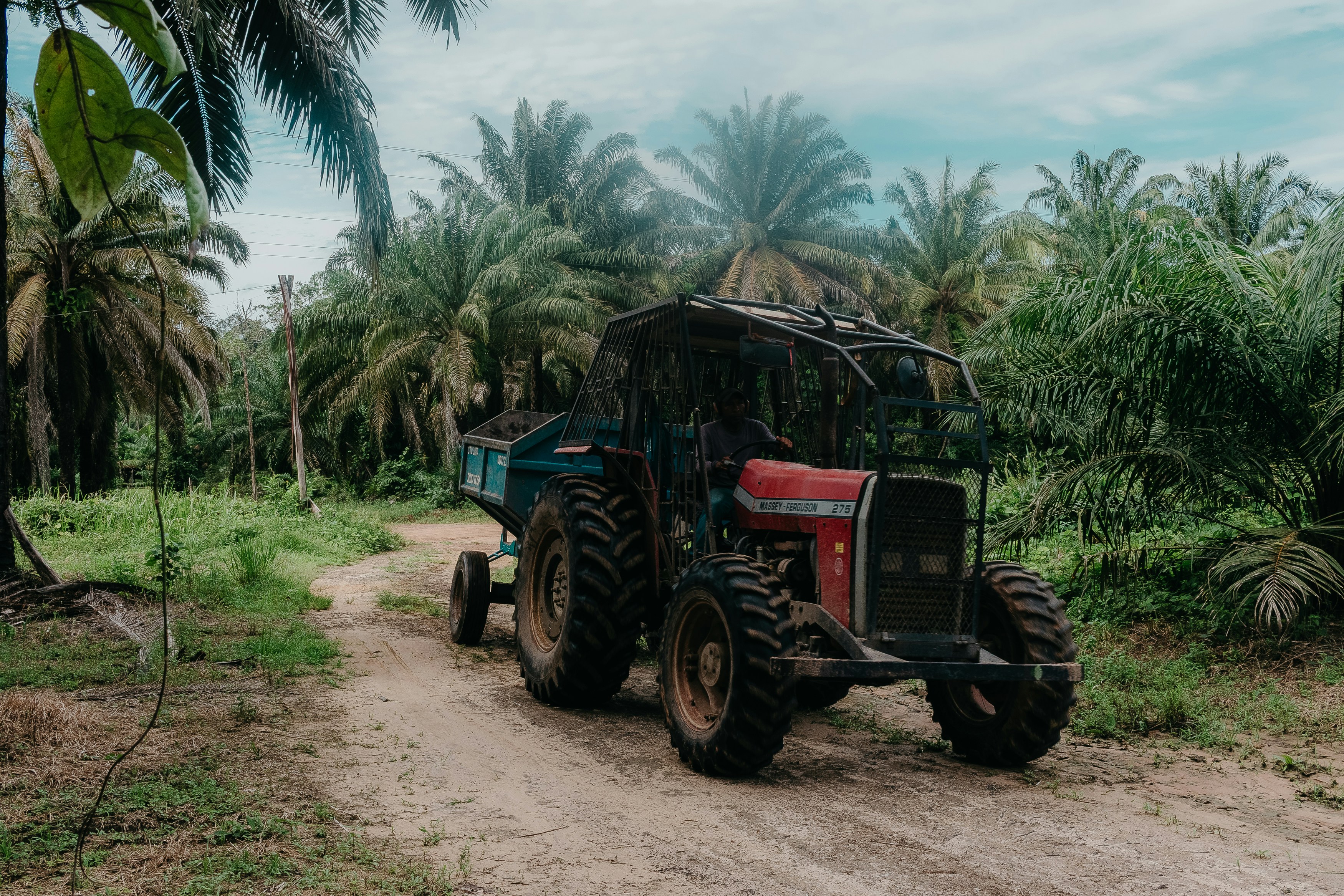 Jersey-Red Tractor on a Farm Trail Under Palm Canopy