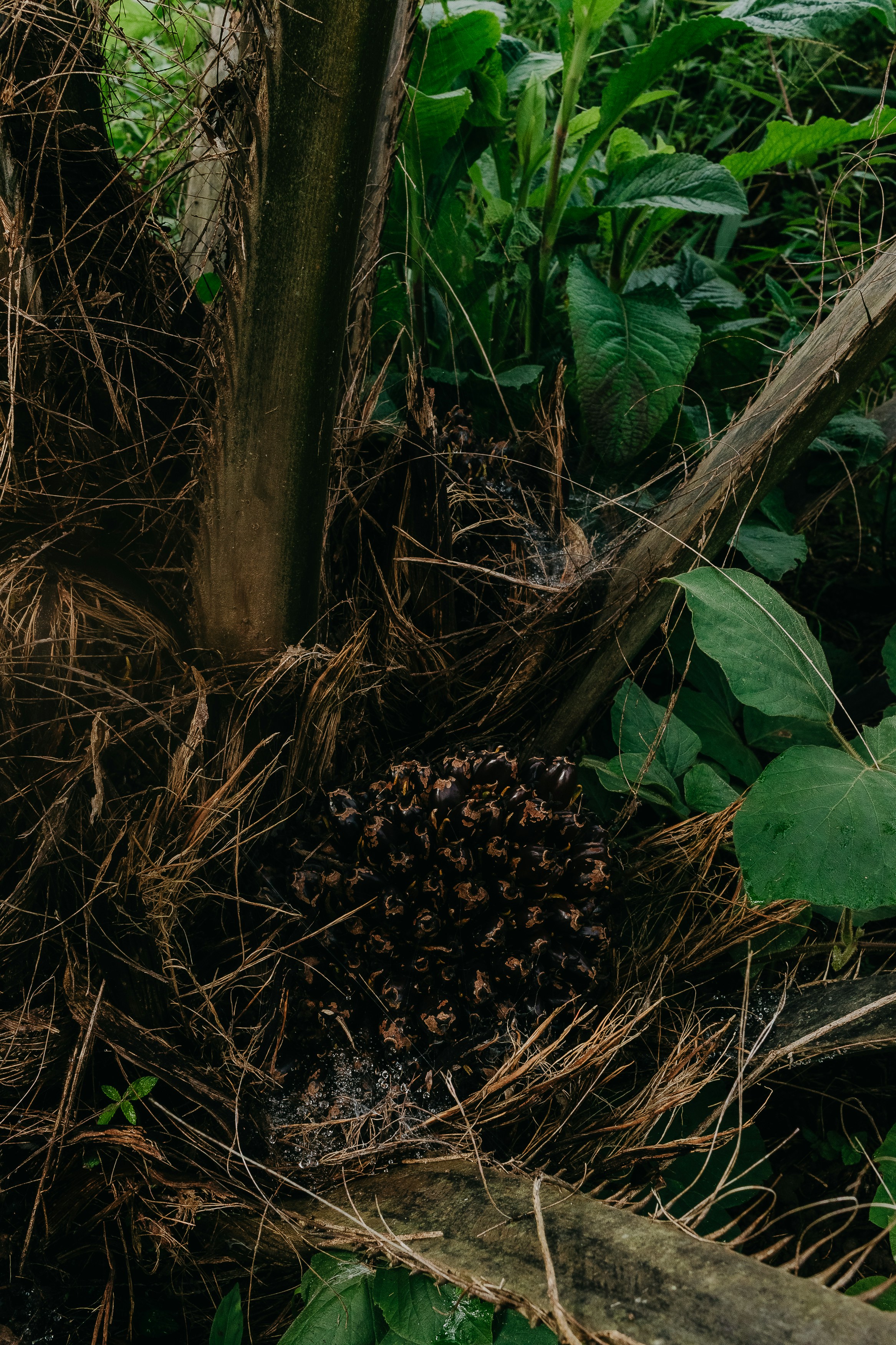 Forest Hollow: Pinecone Nest at Ground Level