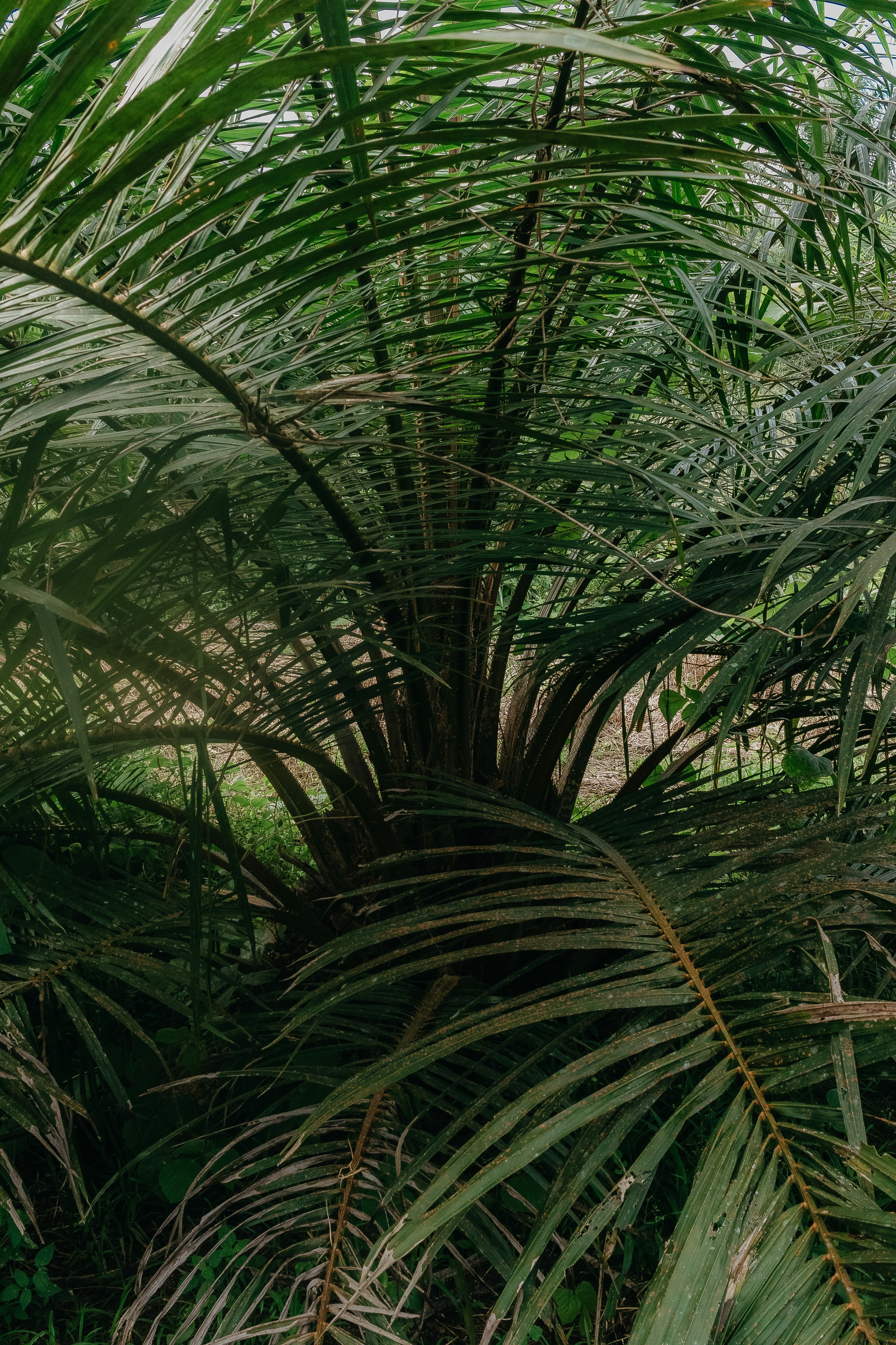 Fronds in Focus: A Dense Palm Ternity
