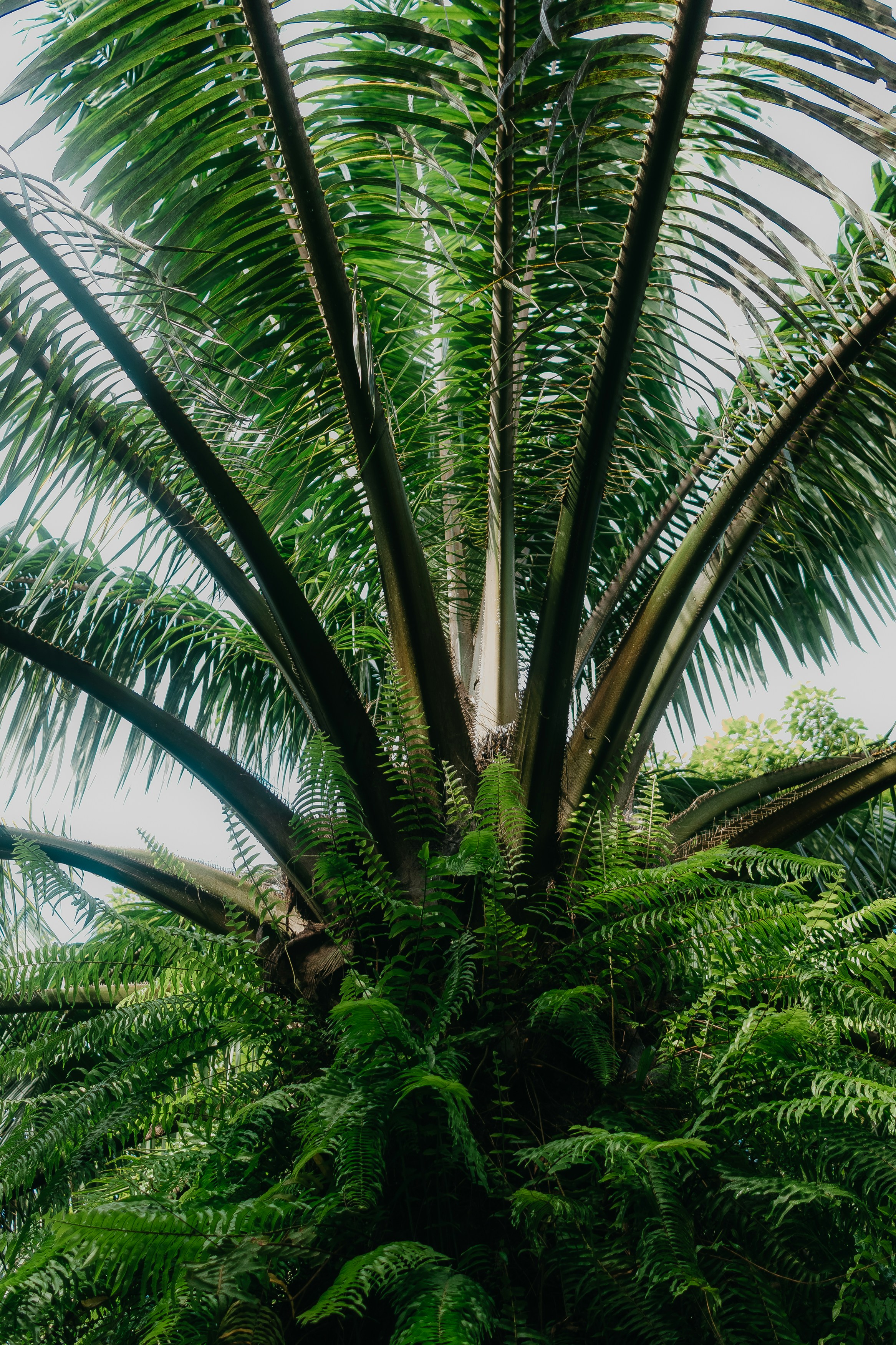 Palm Trunk Convergence: A Fern-Crowned Canopy Reaches Skyward