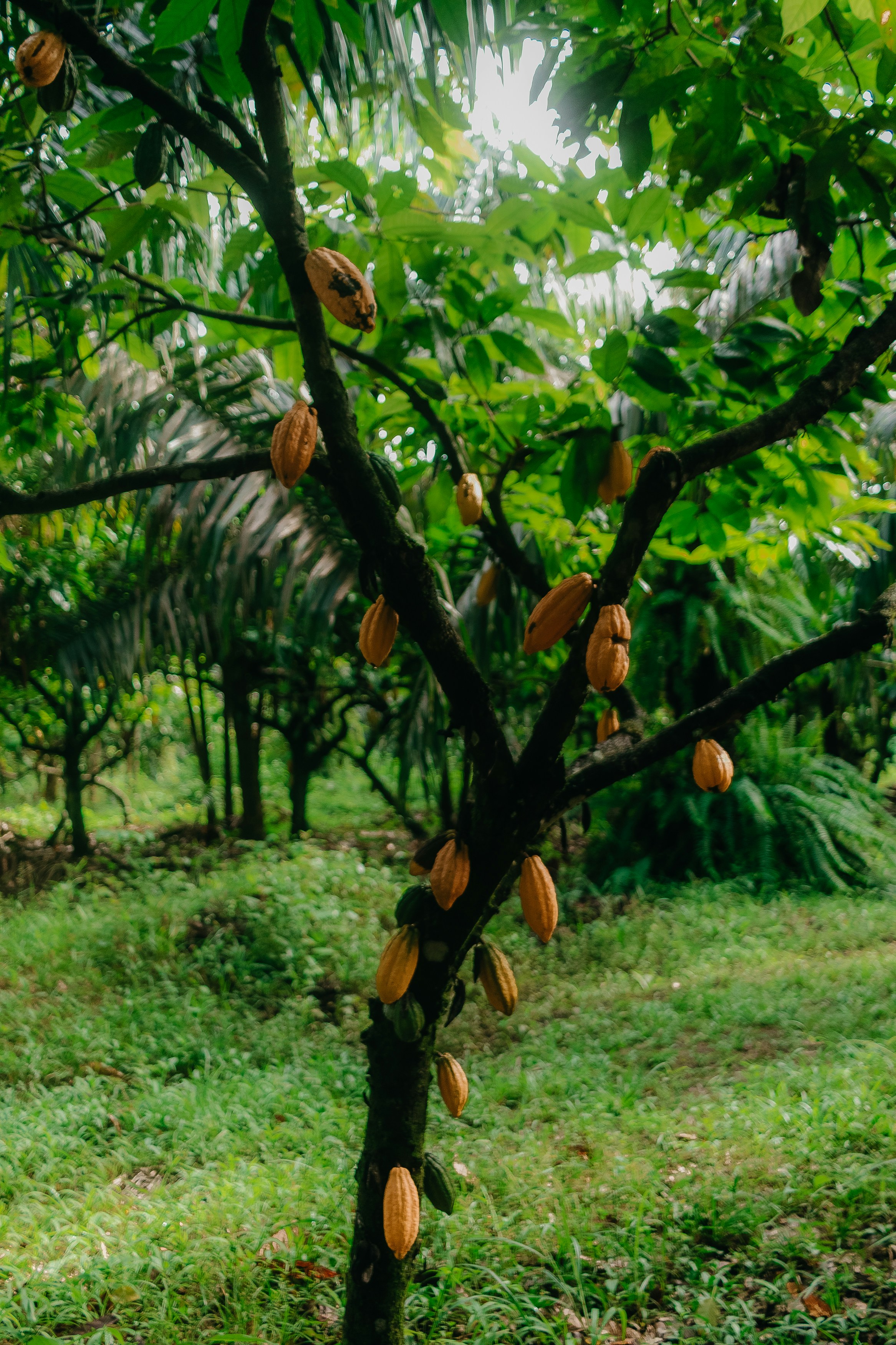 Wild Cocoa Tree in Sunlit Orchard with Cocoa Pods along Bark