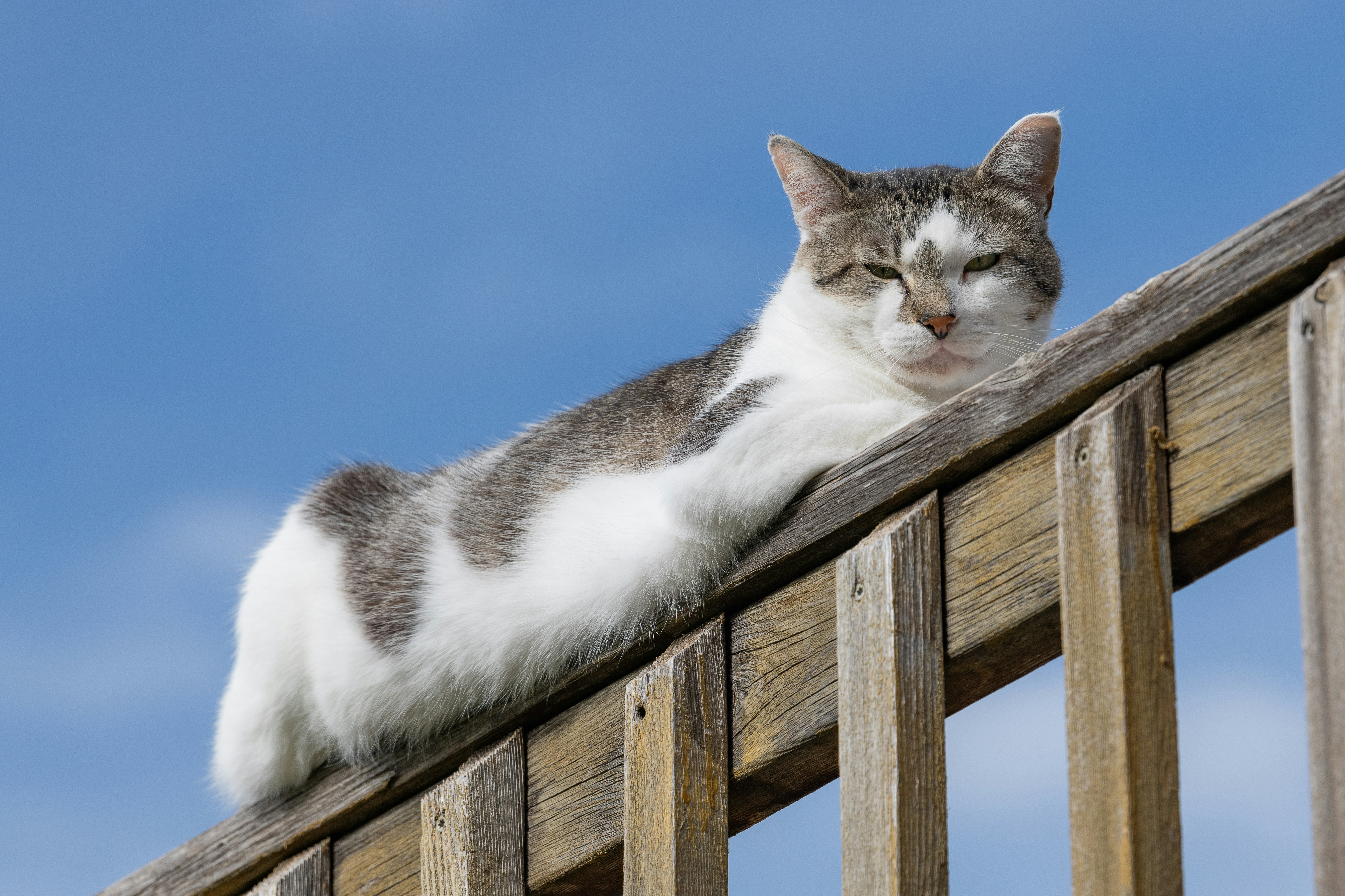 Rooftop Reverie: A Cat Grants a Regal Gaze from the Wooden Barrier