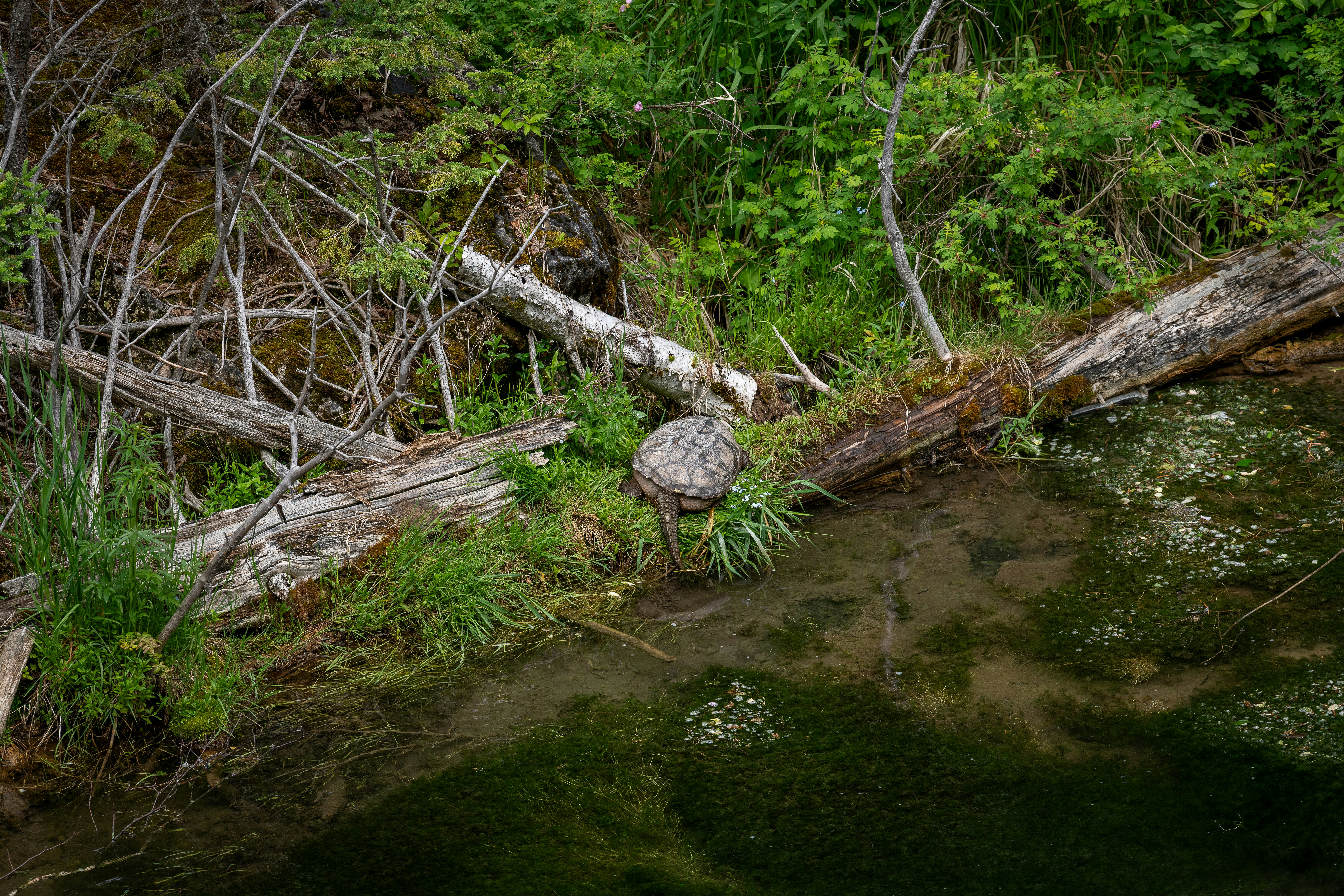 Mushroom Sentinel by the Waterline