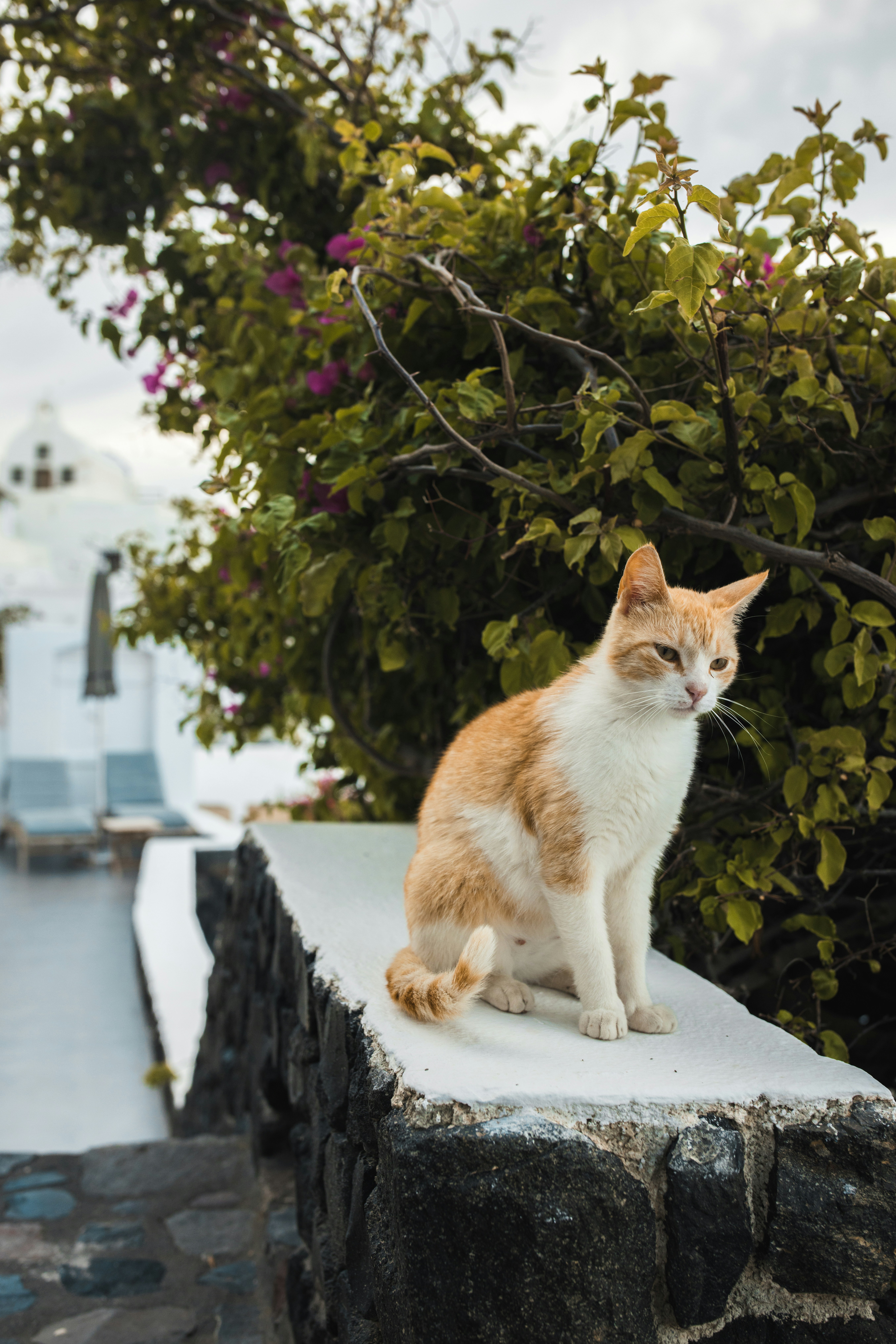 Orange-and-white Cat Reposes on a Stone Wall beneath Flowering Bushes