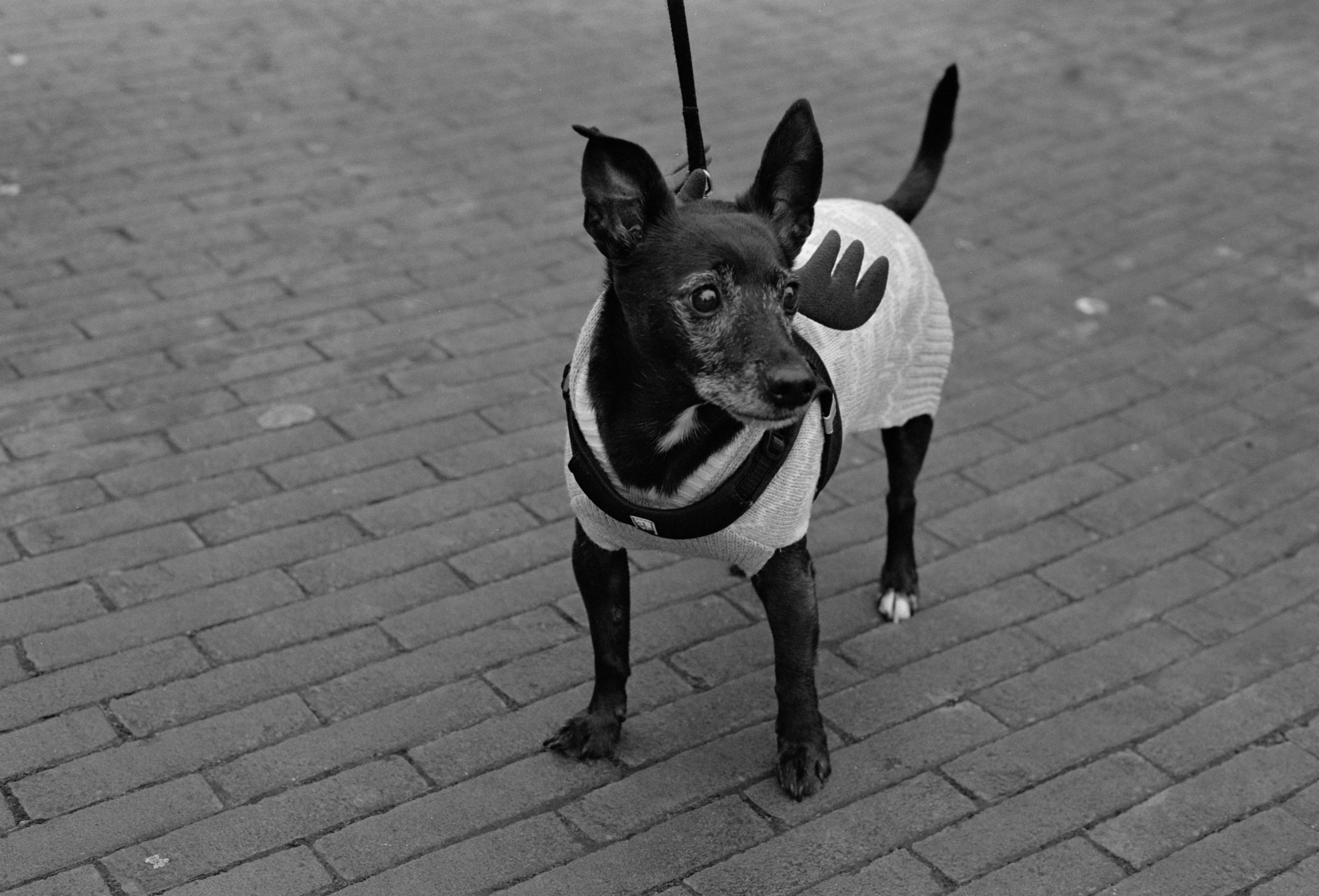 Grounded in Focus: A Dapper Terrier on a Brick Stage