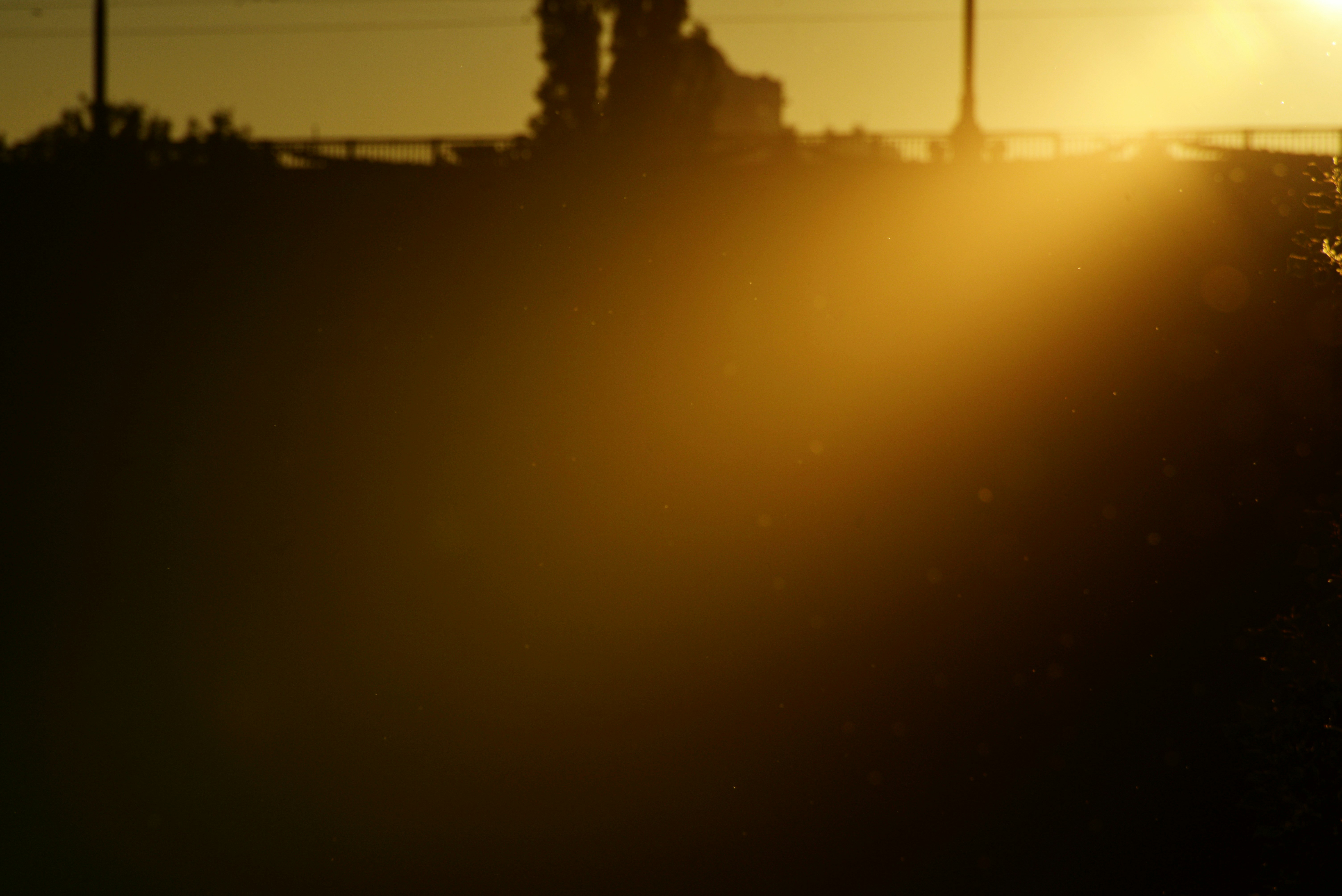 Golden Edge Over the Fence: Sunlit Veil on a Fenceline