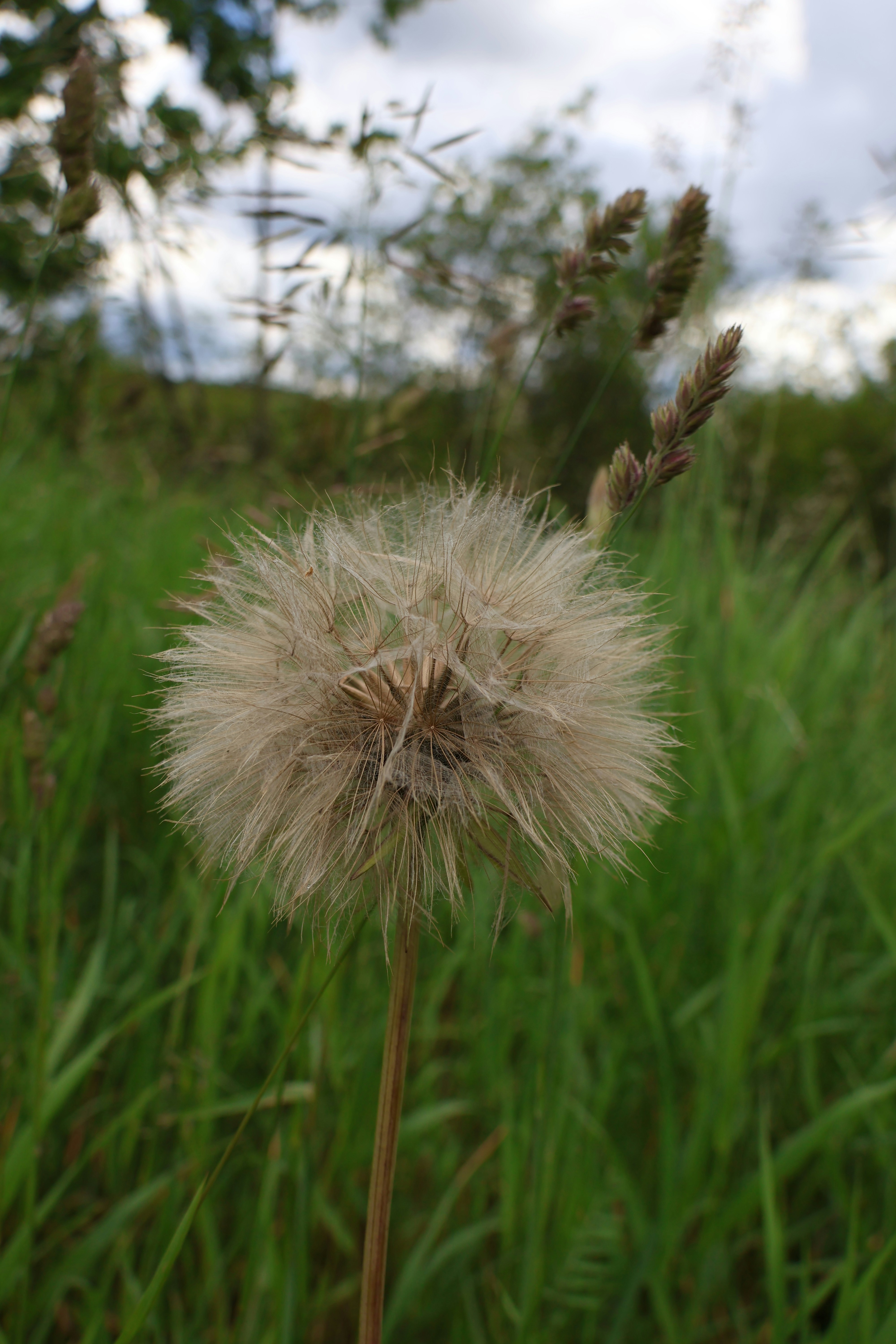 Close-up of a Windswept Dandelion Seed Head in a Meadow