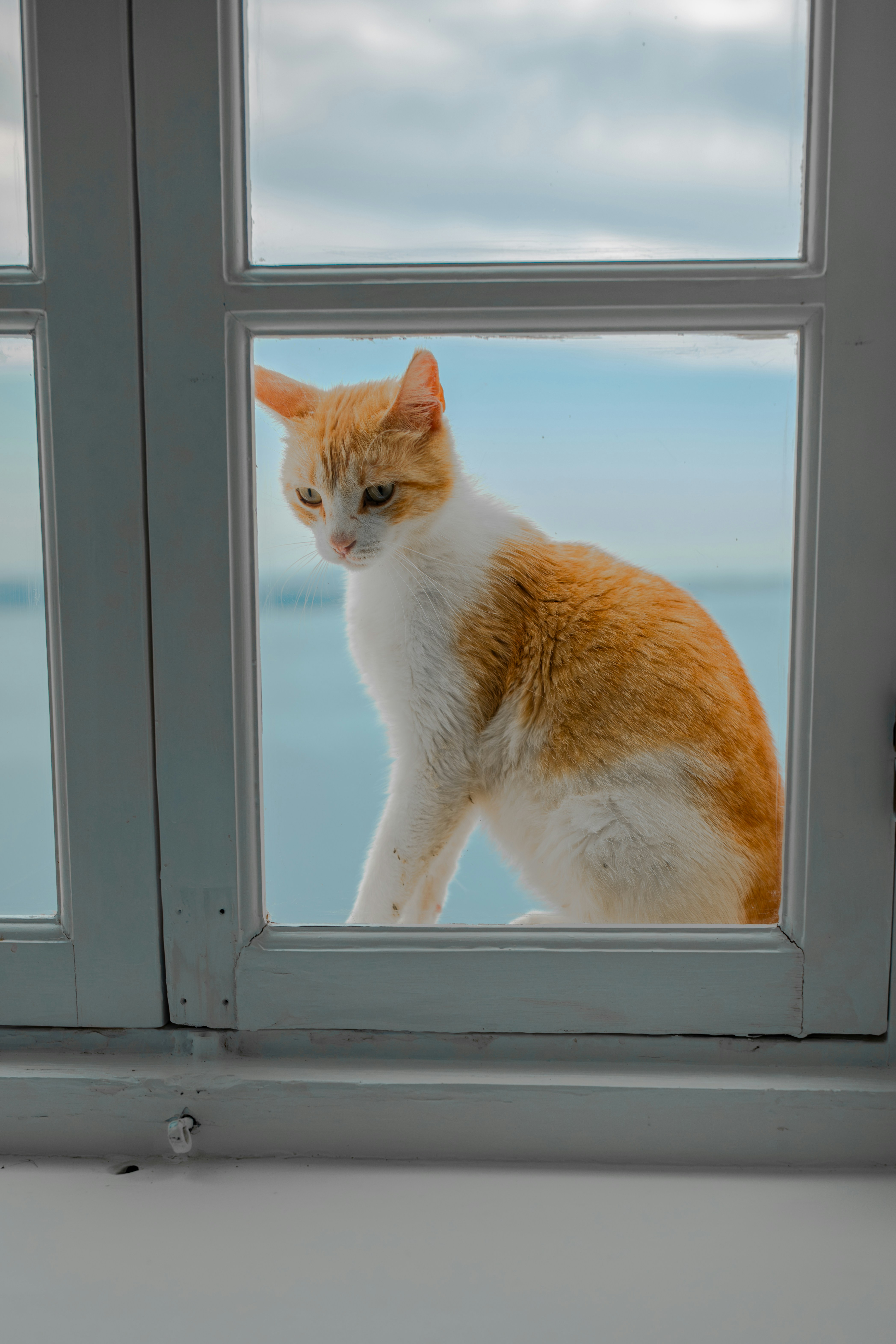 Orange-and-white Cat at a Seaside Window