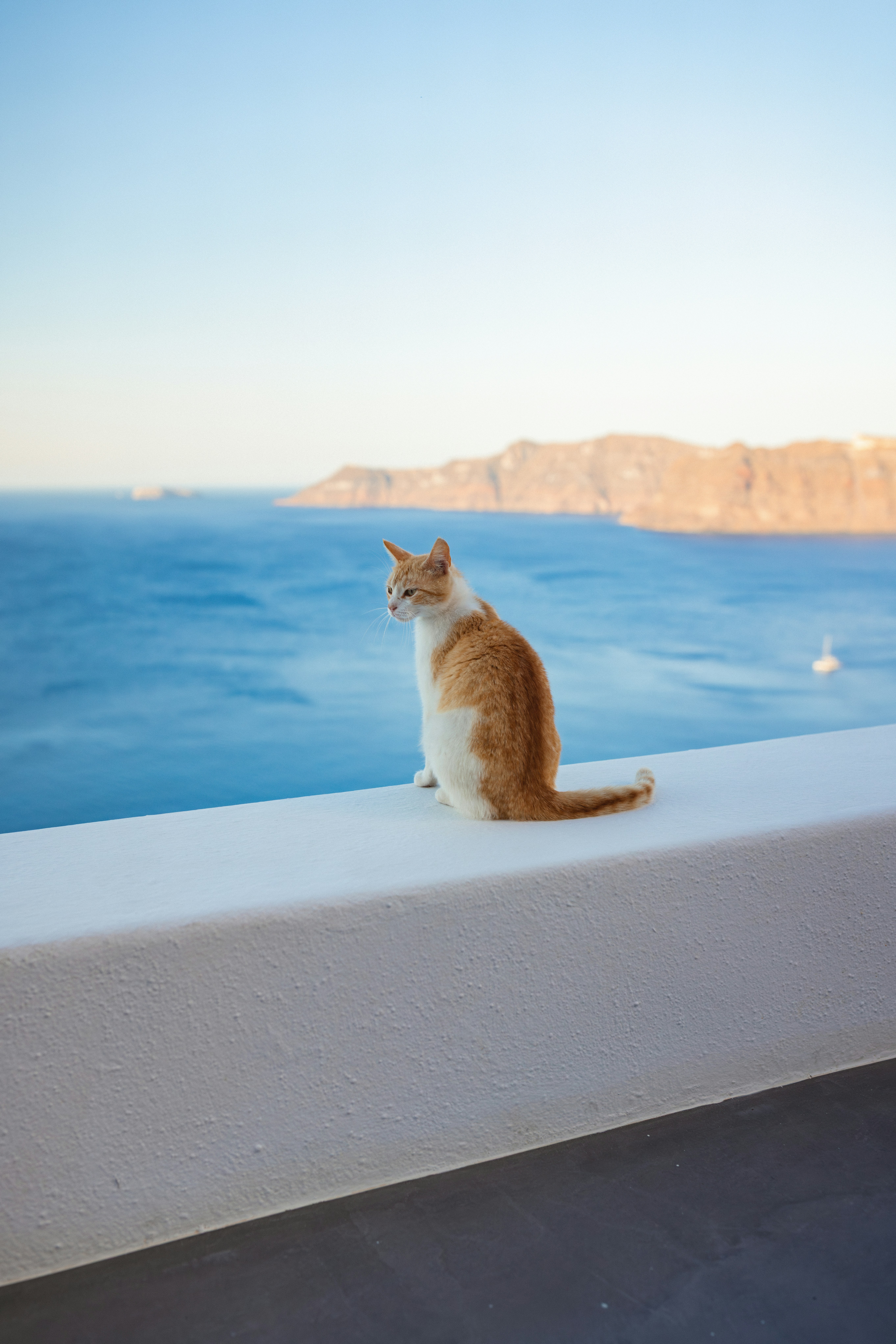 Cat on a White Wall Overlooking a Calm Sea and Cliffed Horizon