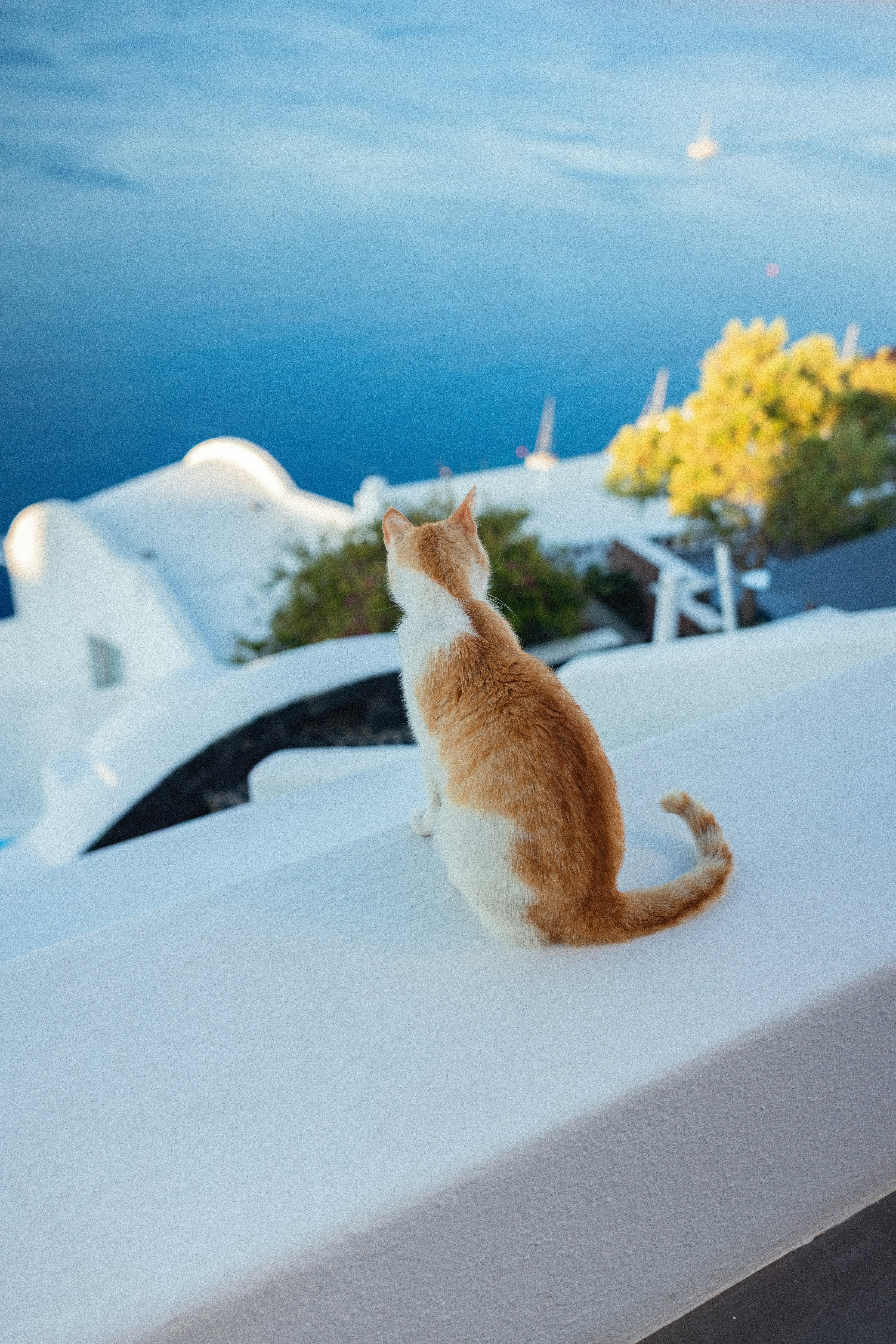 Cat on a White Balcony Overlooking Aegean Blues