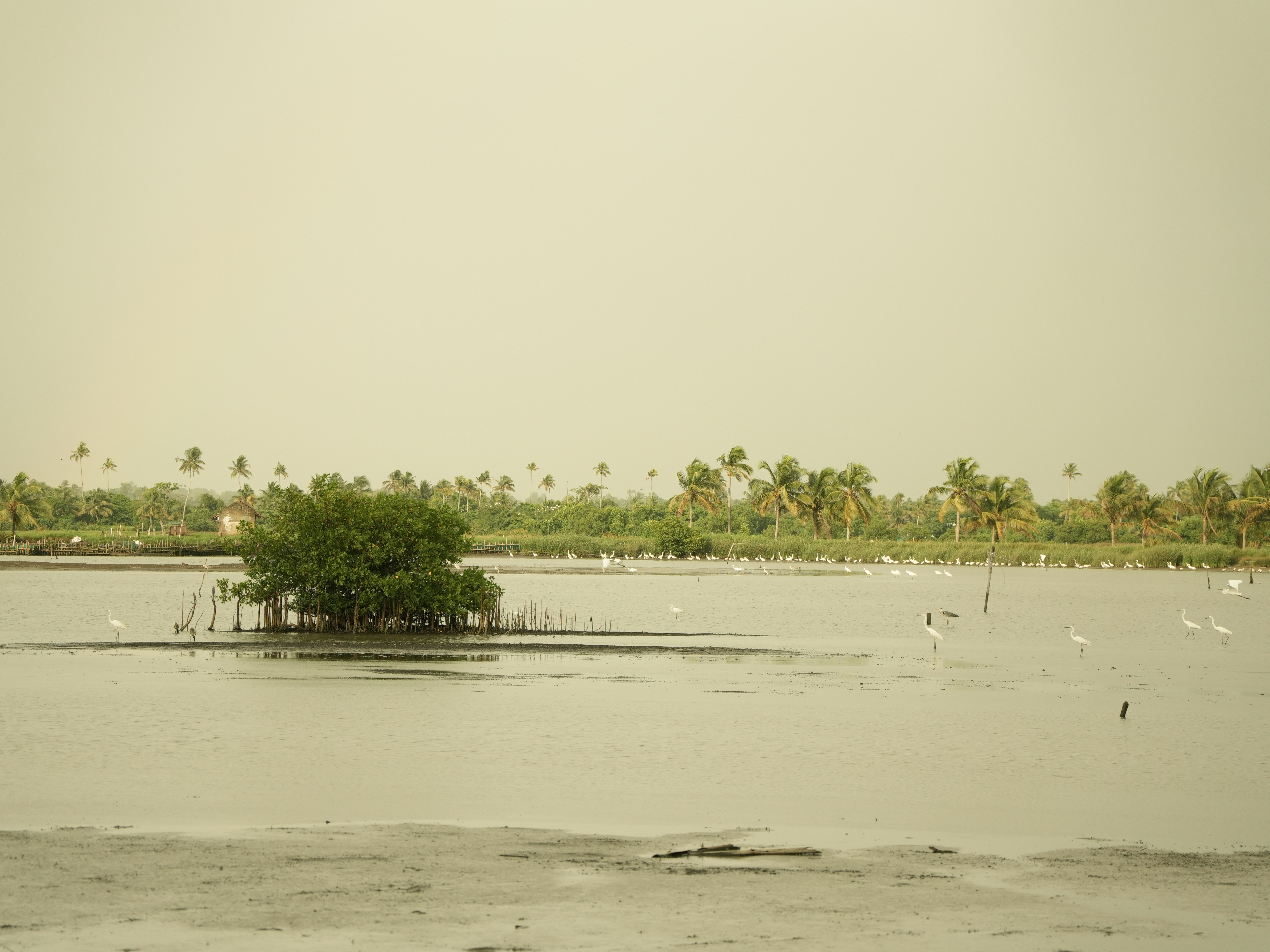Isolated Mangrove Island in a Quiet Salt Lake