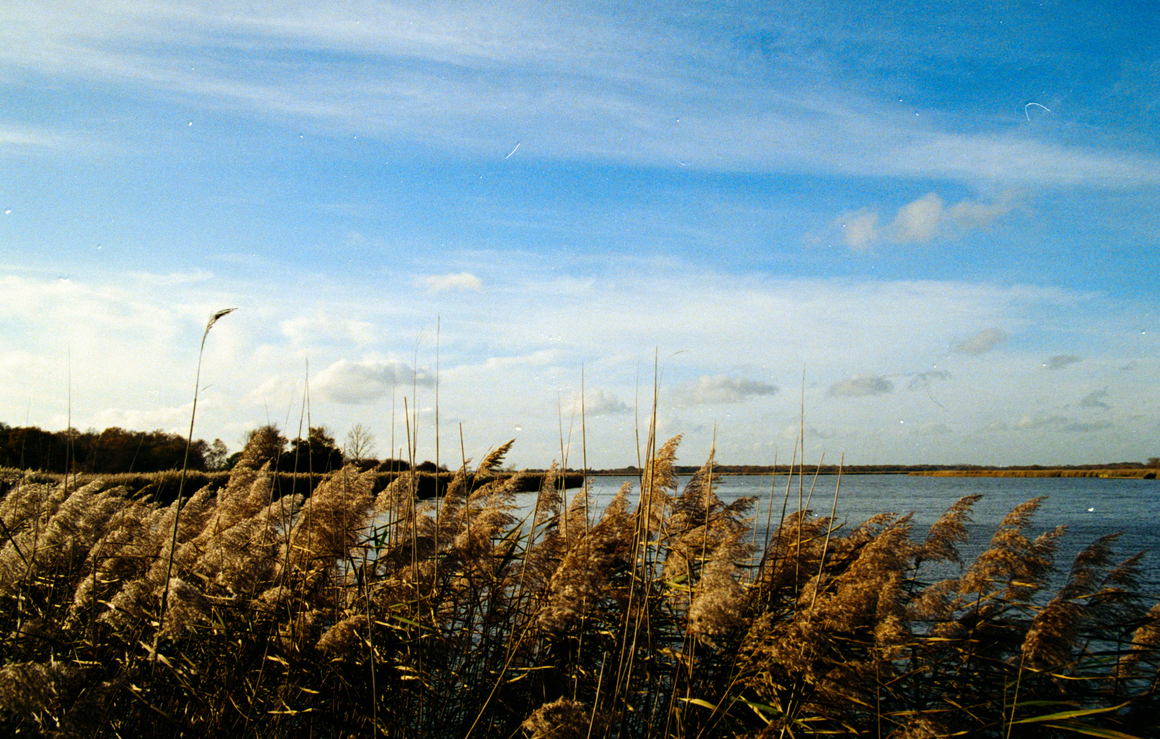 Golden reeds sway by calm water under a blue sky with wispy clouds.