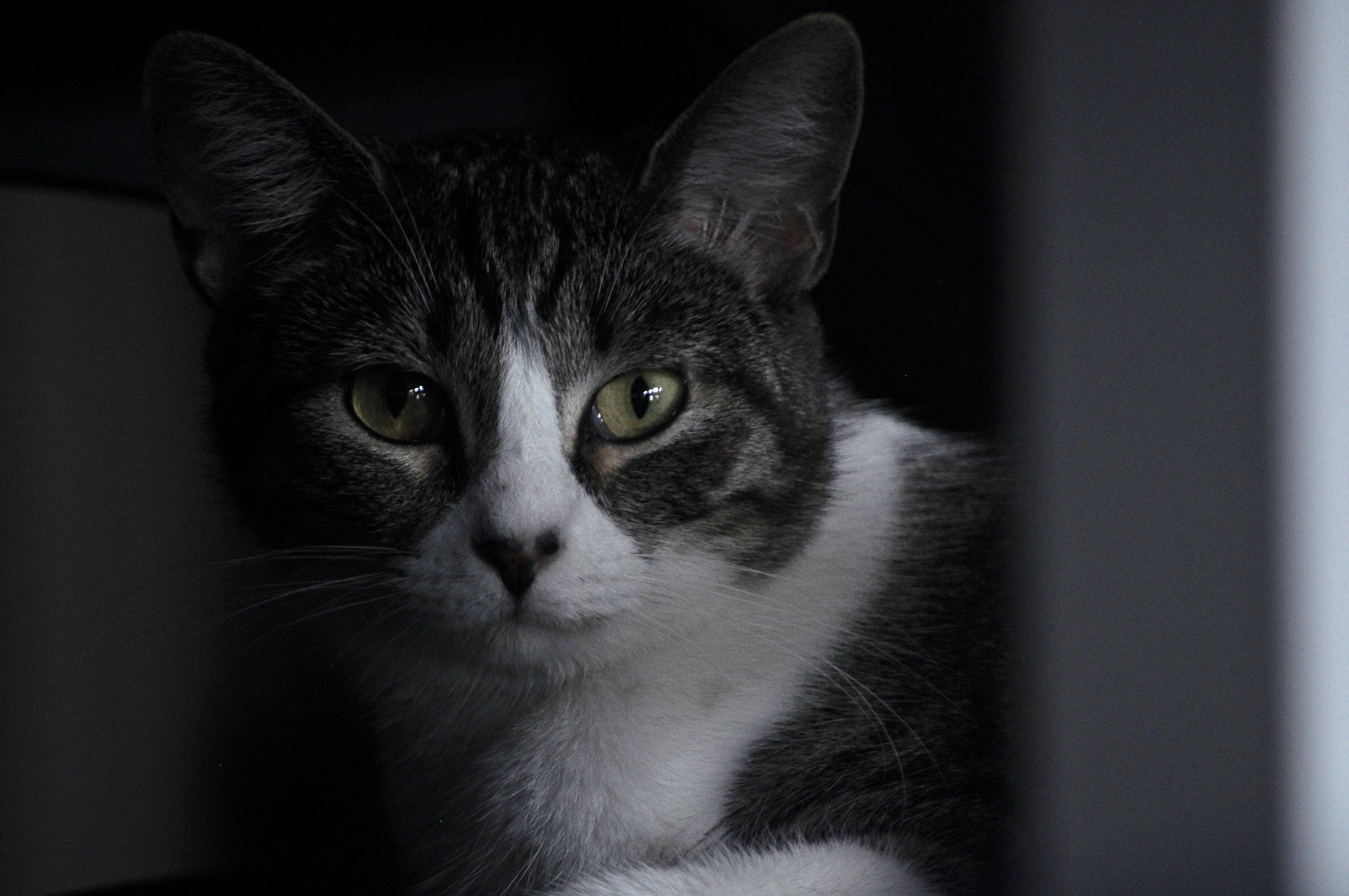 Quiet Gaze in the Shadowed Window