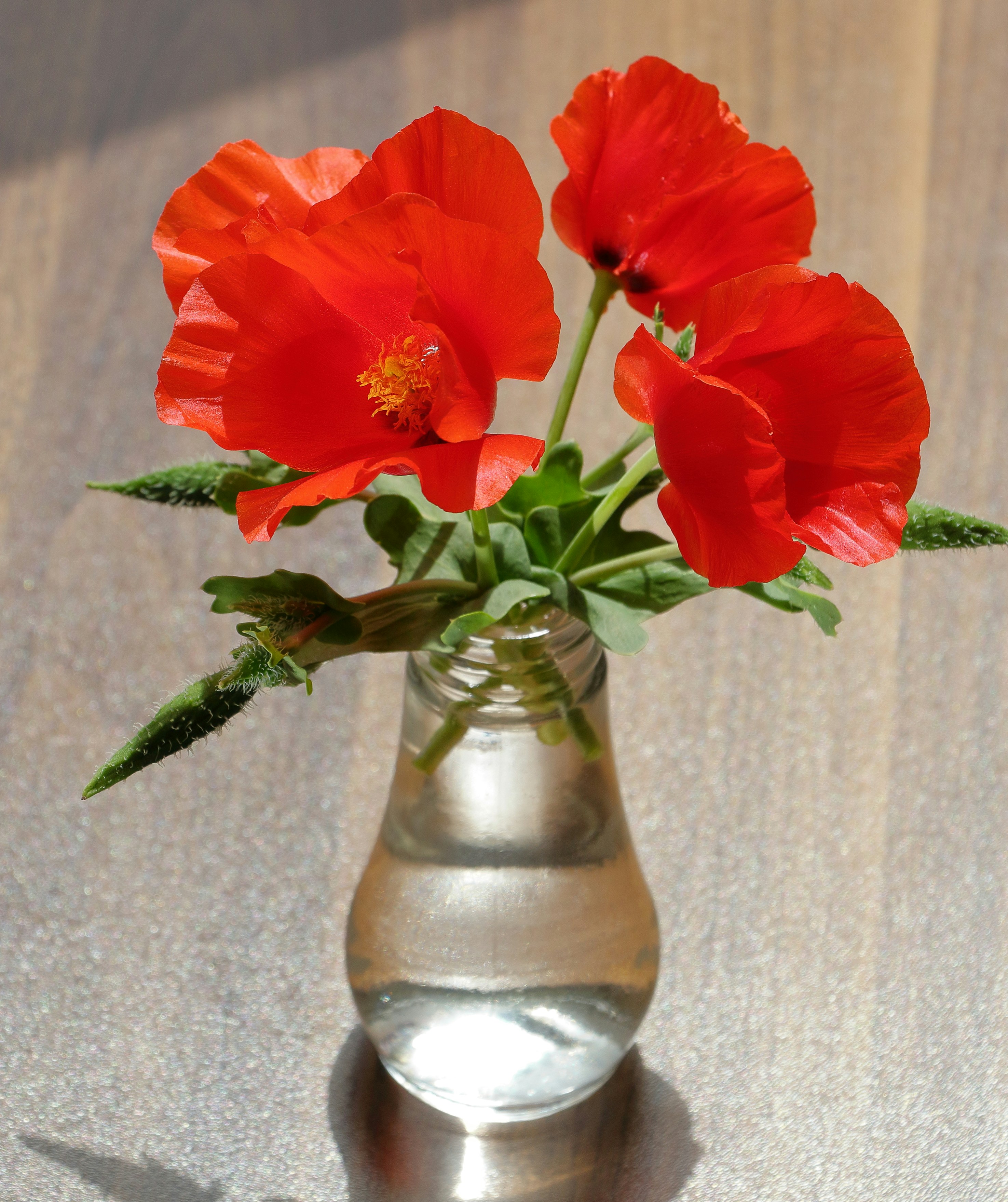Crimson Blossoms in a Glass Vessel on a Sunlit Surface