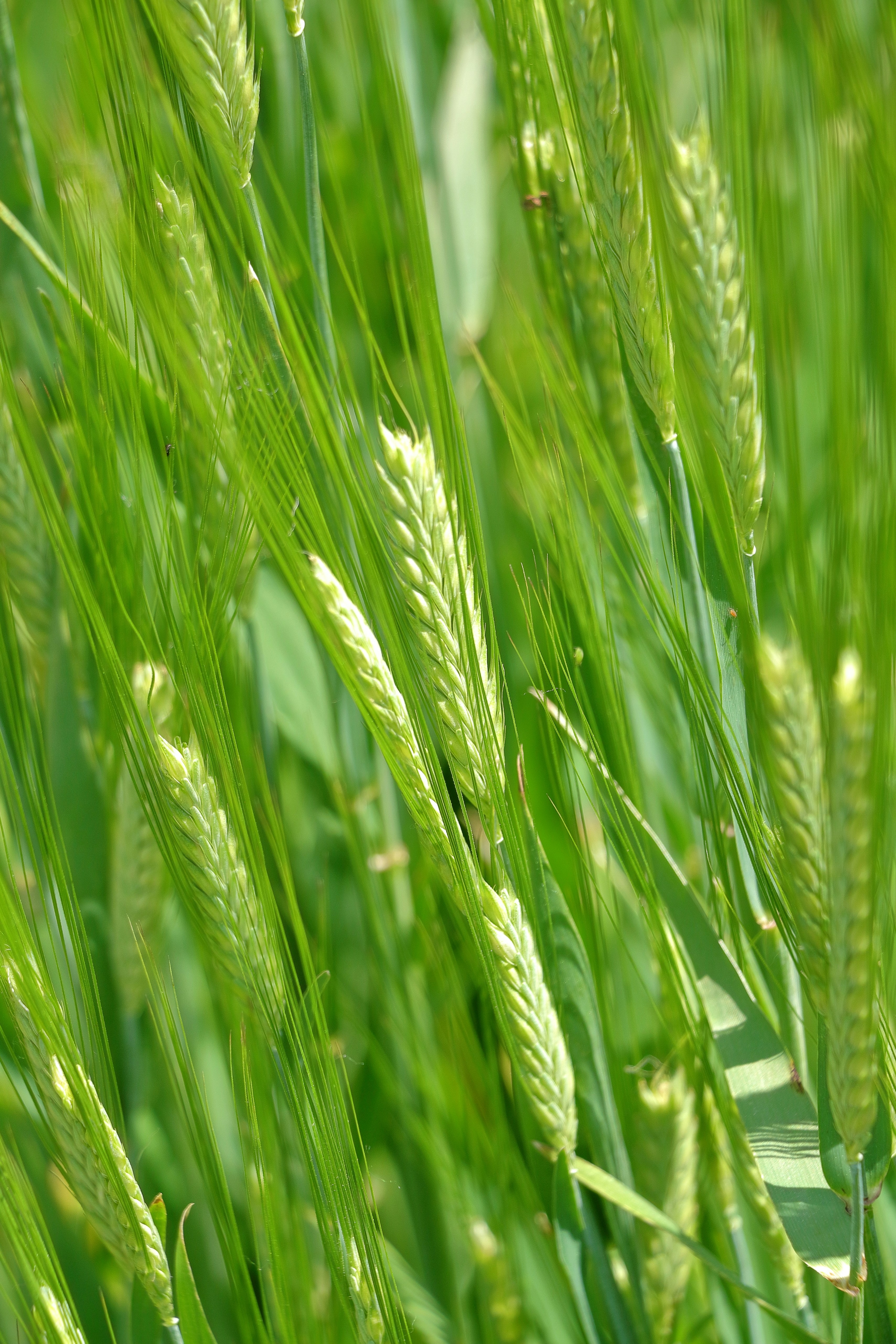 Emerald Grainfield in Morning Light
