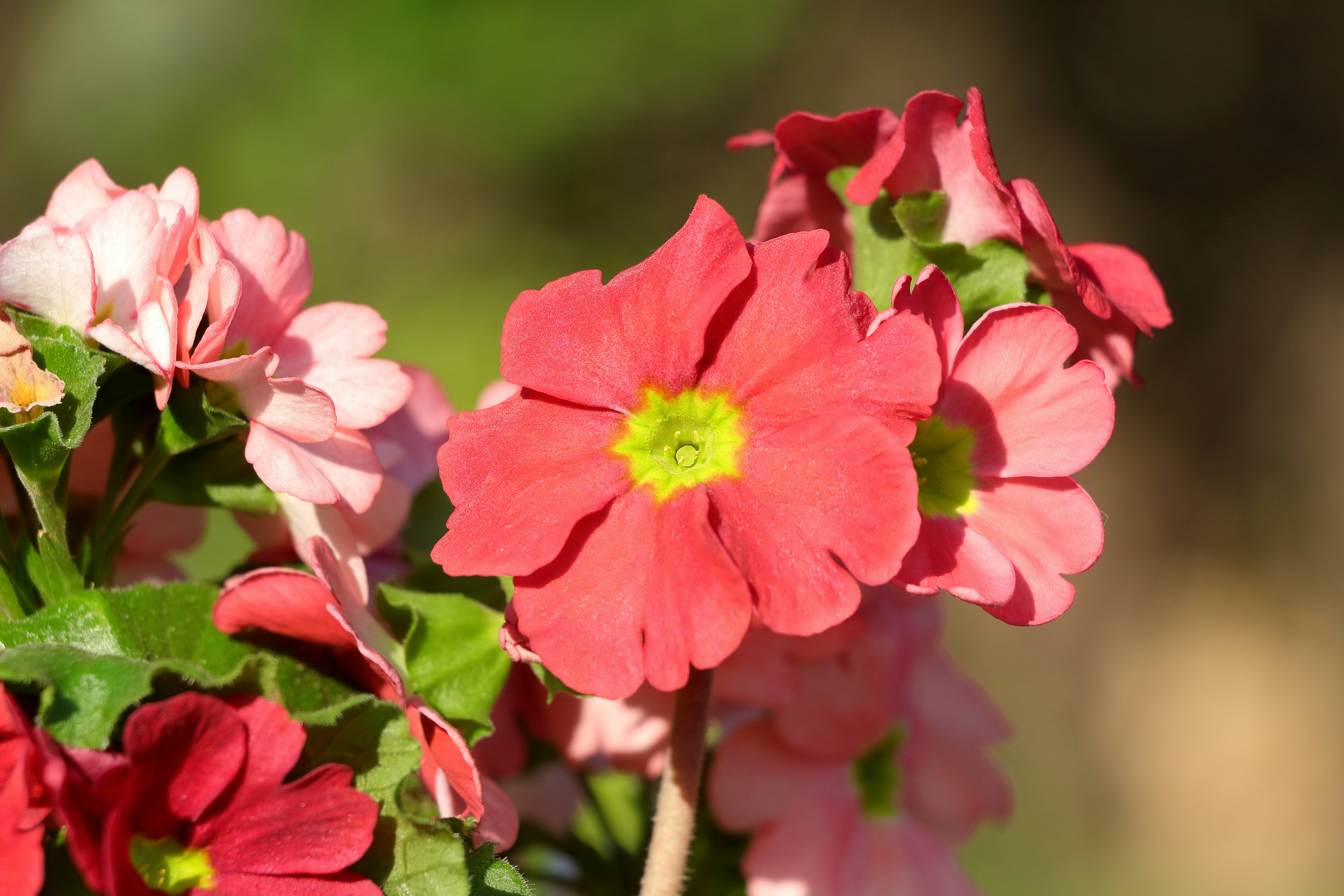 Petal Burst: Coral Flowers Against a Sunlit Backdrop