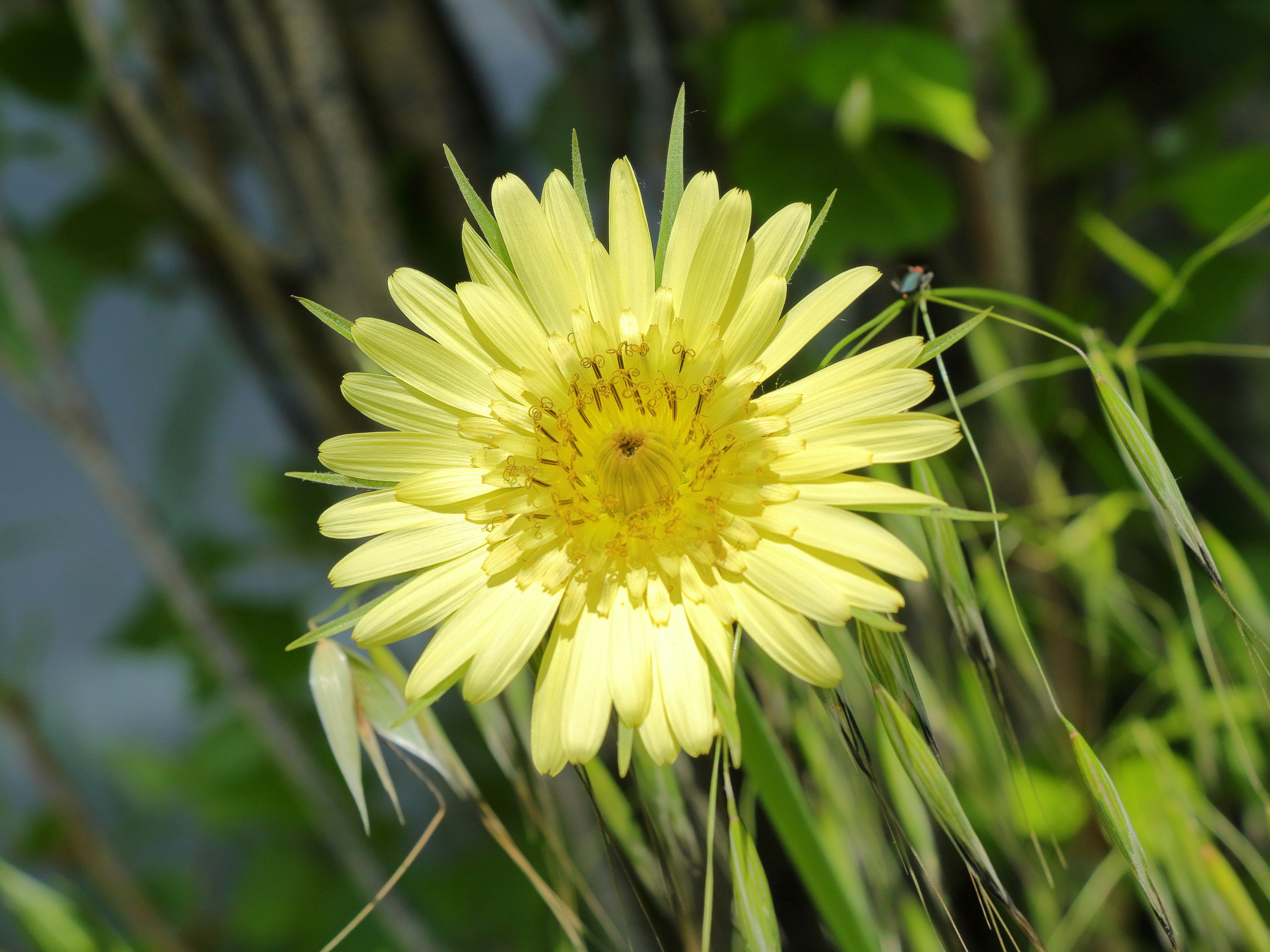 Sunlit Golden Blossom in a Verdant Thicket