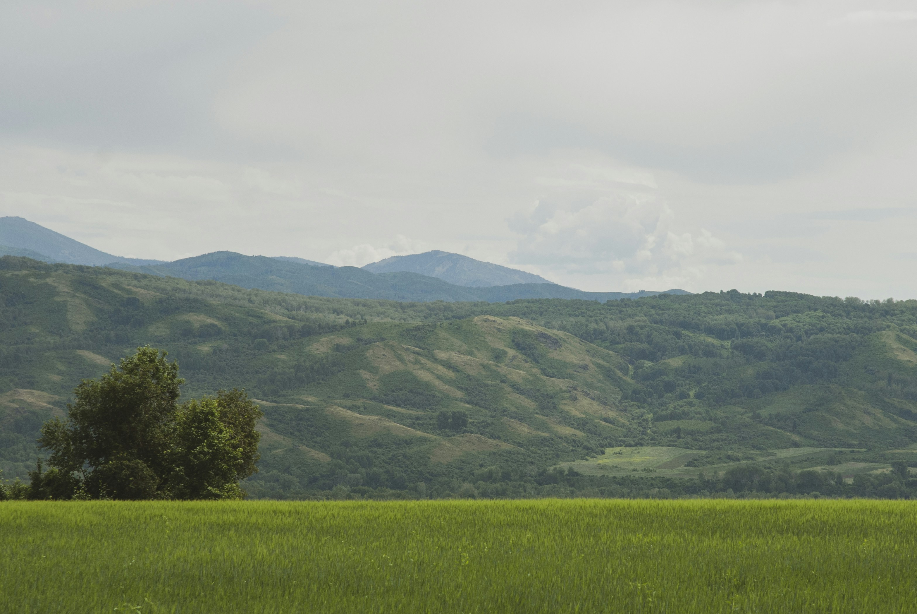 Verdant Horizon: Rolling Hills Meet the Open Sky