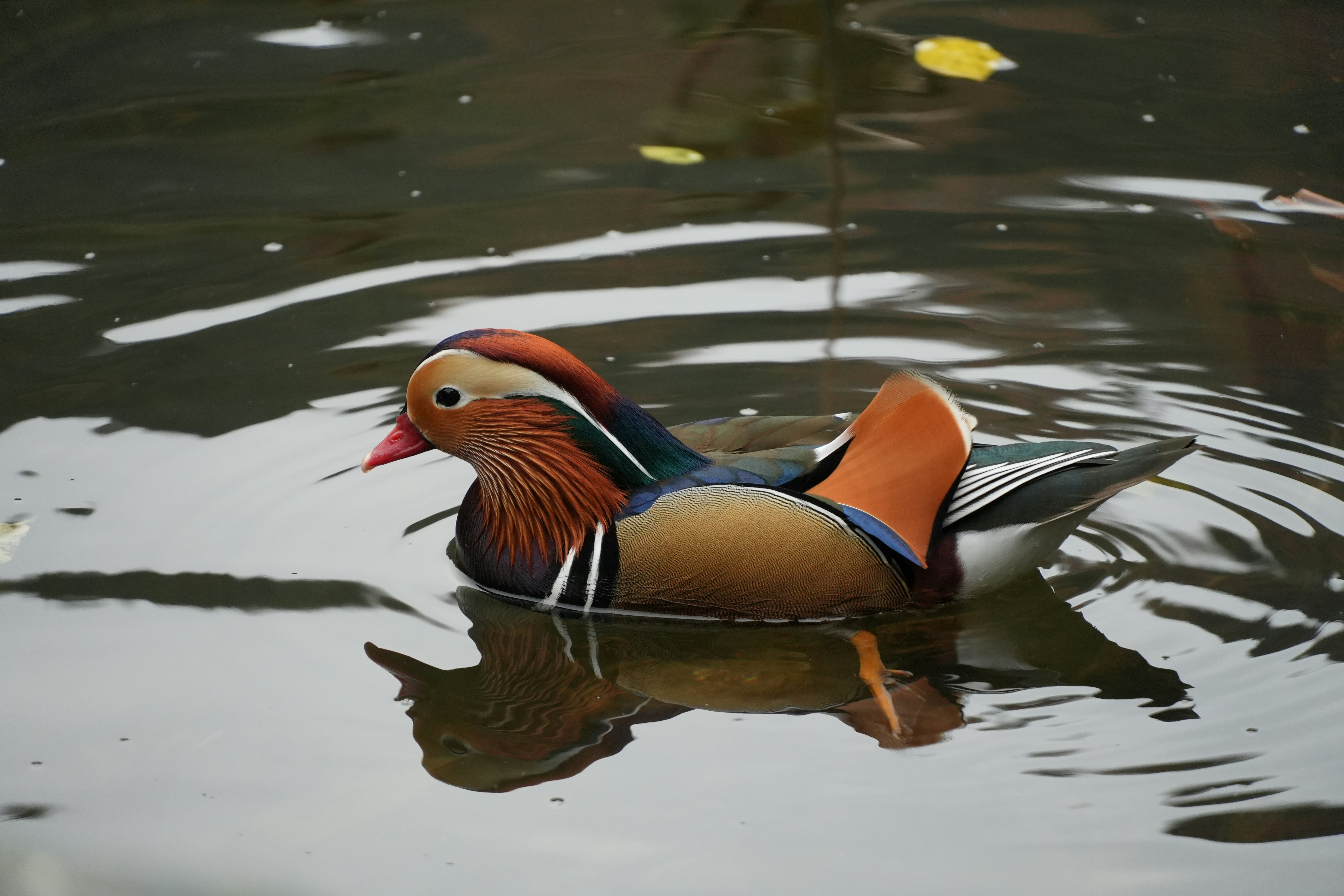 Mandarin Duck in Calm Reflections