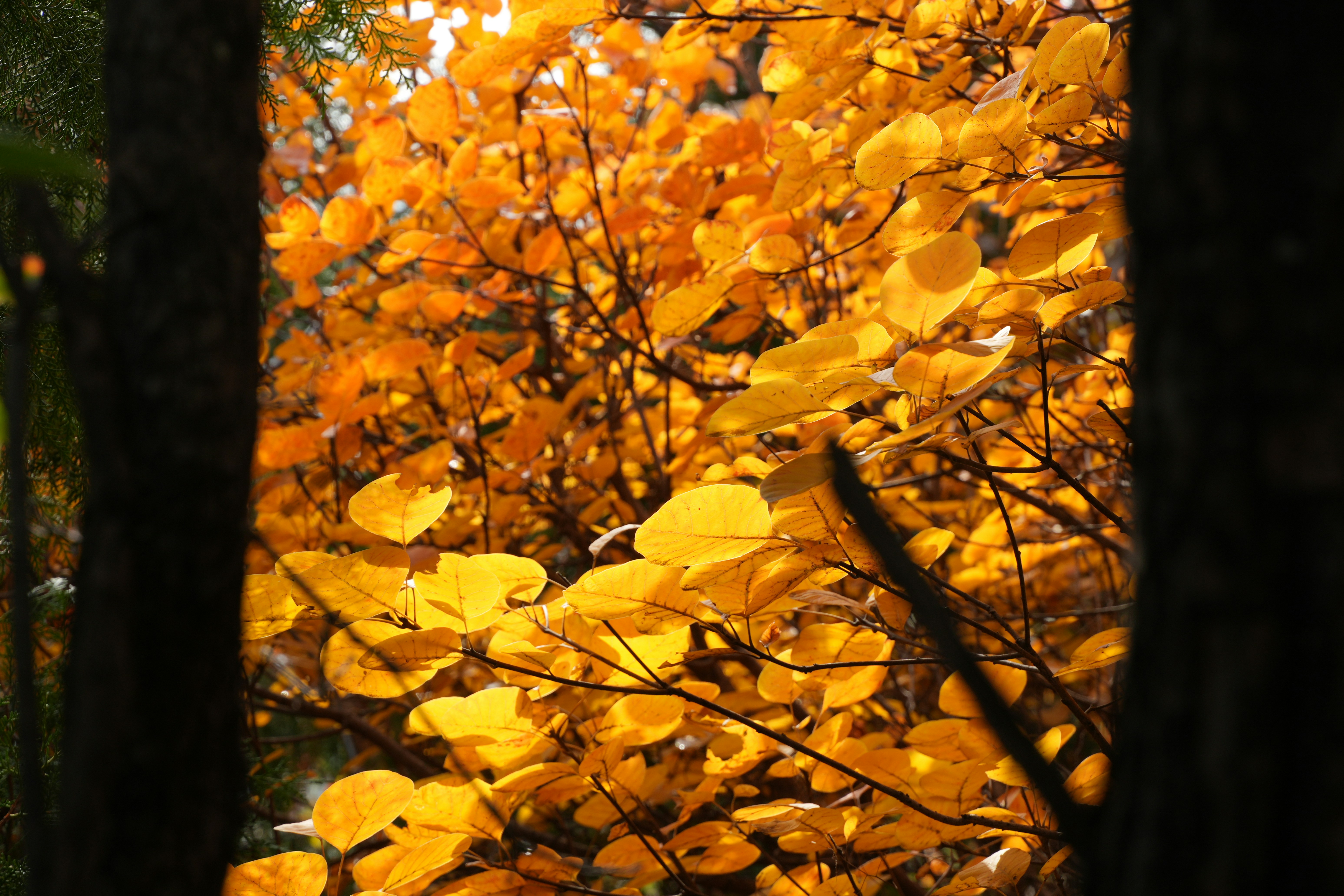Amber Canopy: Golden Leaves Framed by Dark Trees