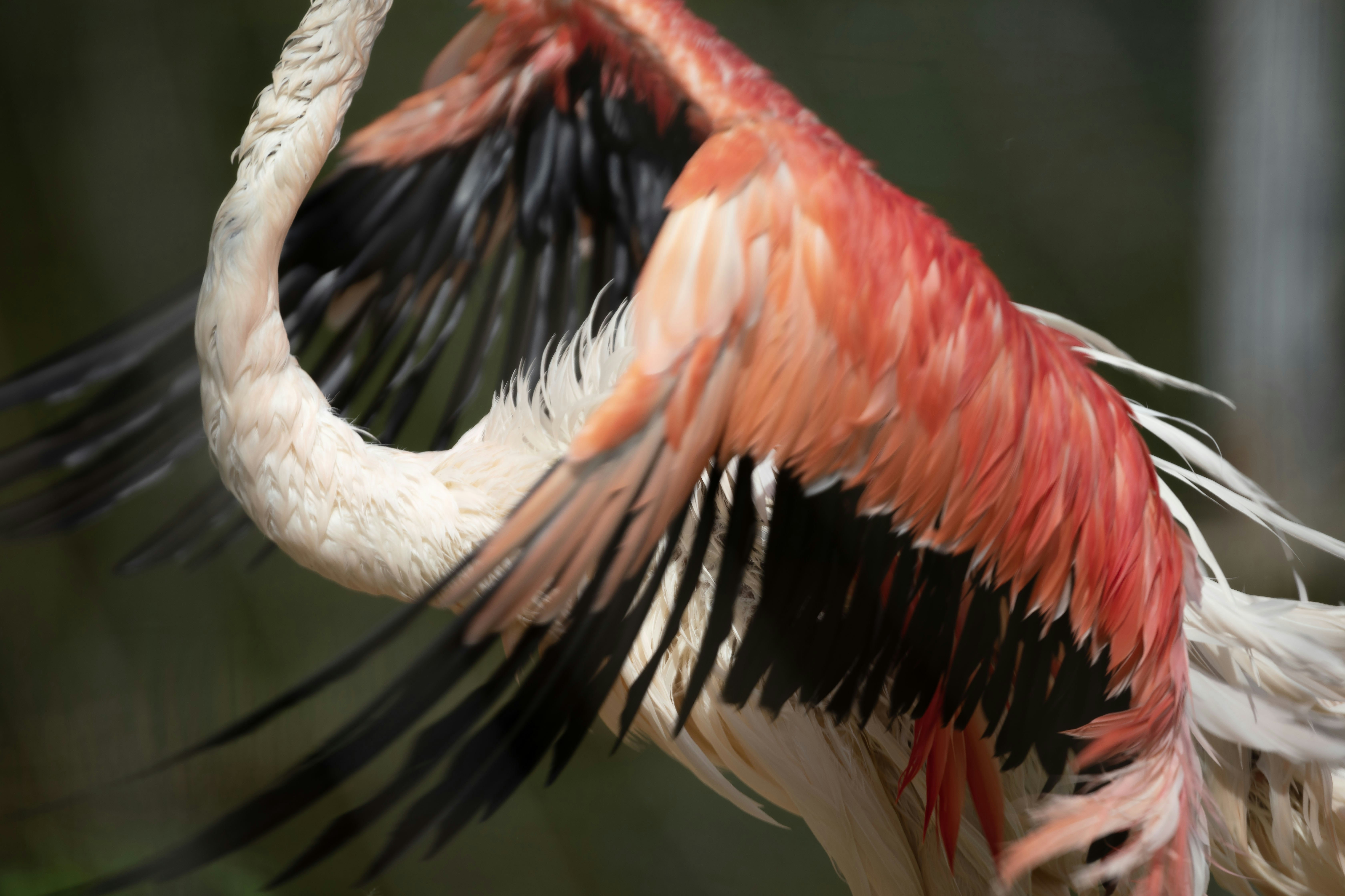 Ethereal Wingbeat: a Flamingo in Motion