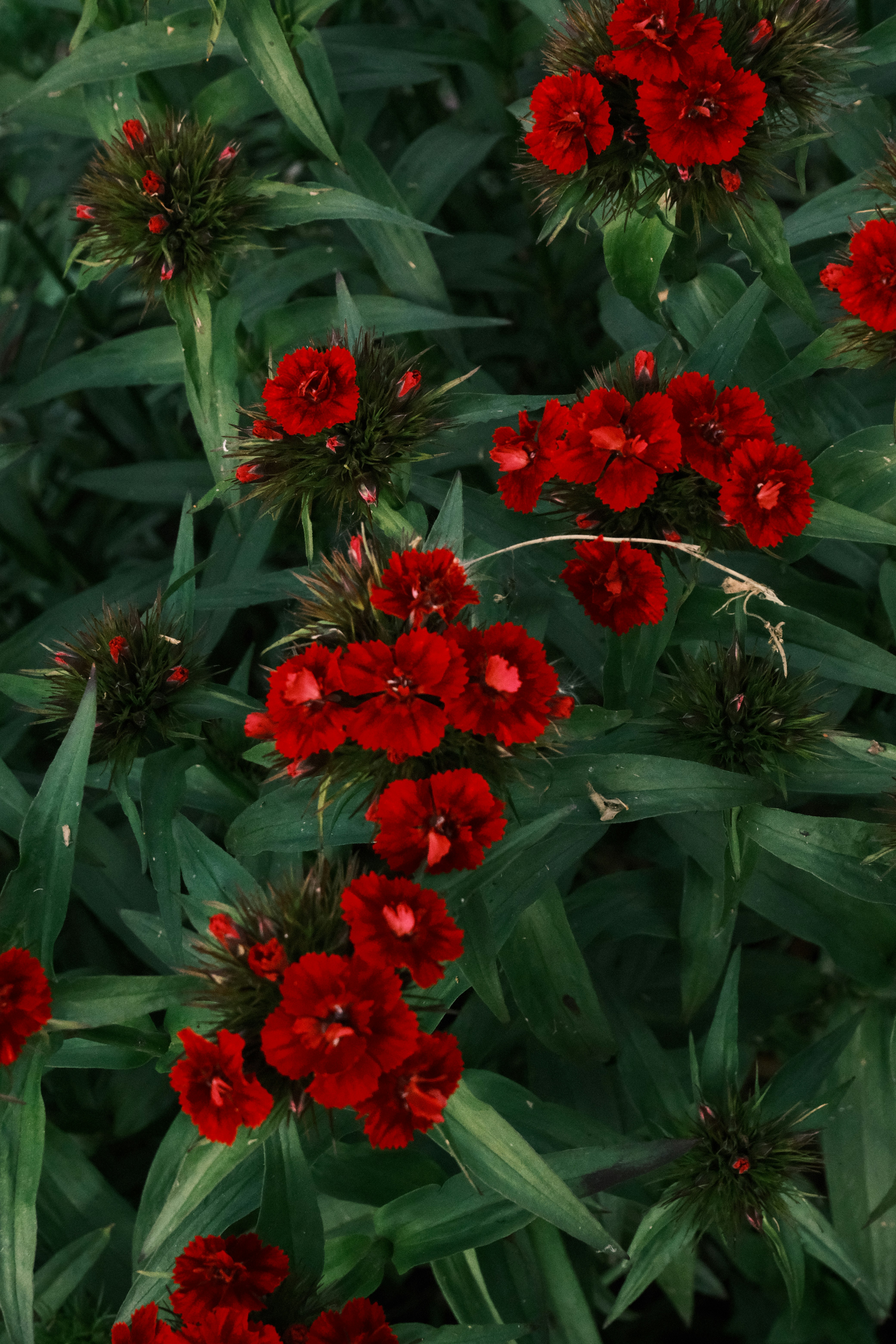 Crimson Clusters: Red Dianthus Surrounded by Deep Green Fronds