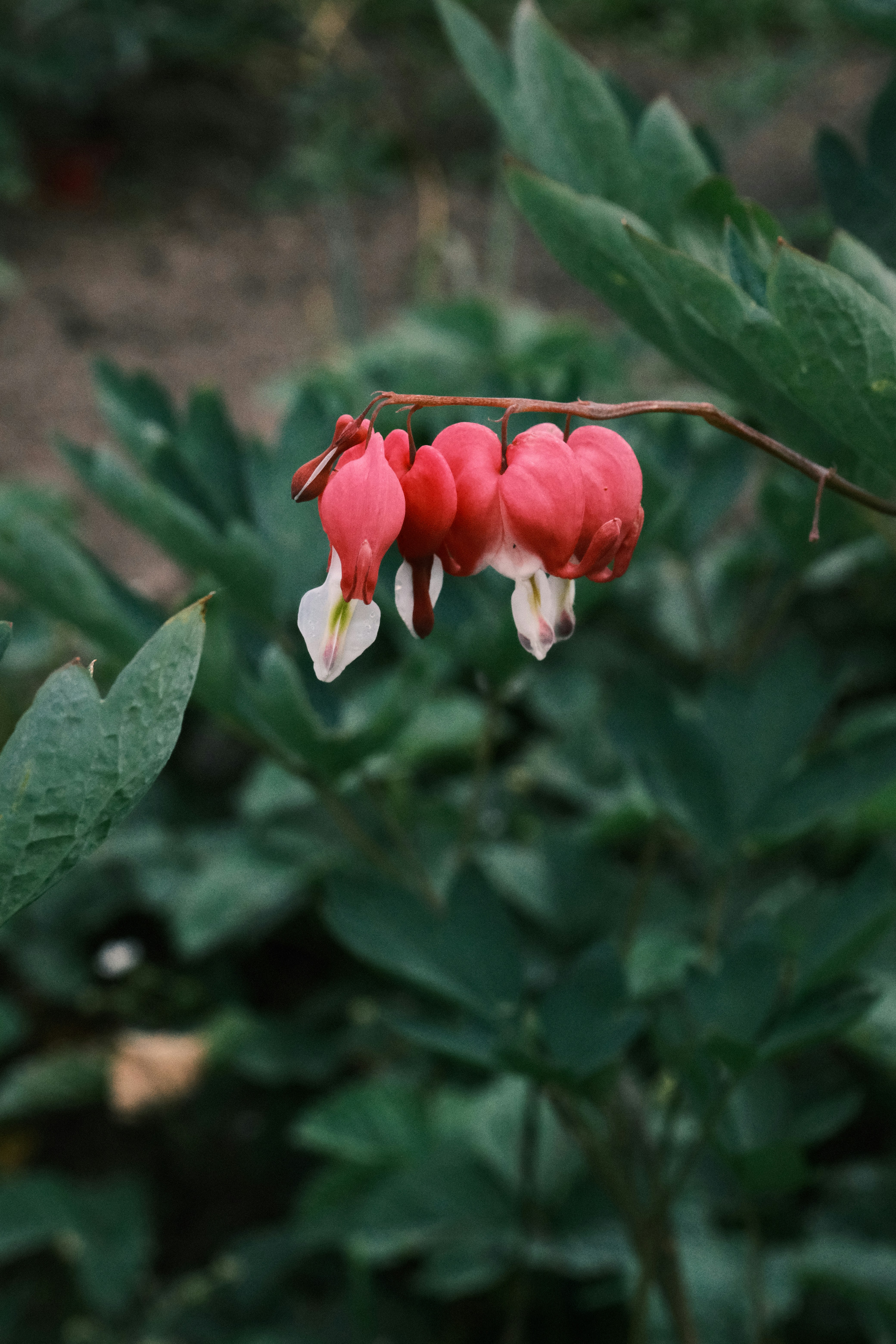 Bleeding Heart Blossoms Weighing on a slender stem