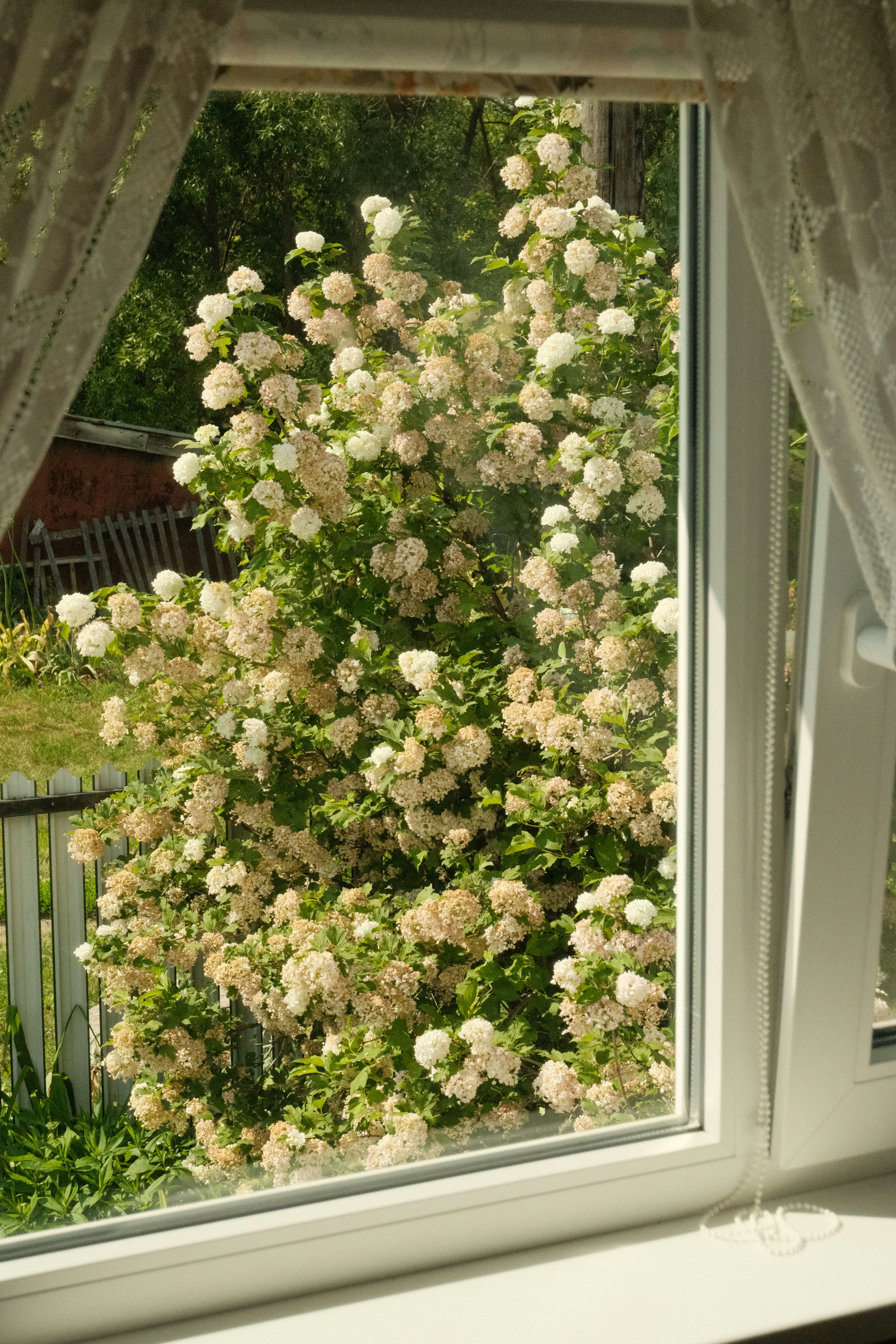 White Hydrangeas Framing a Sunlit Window