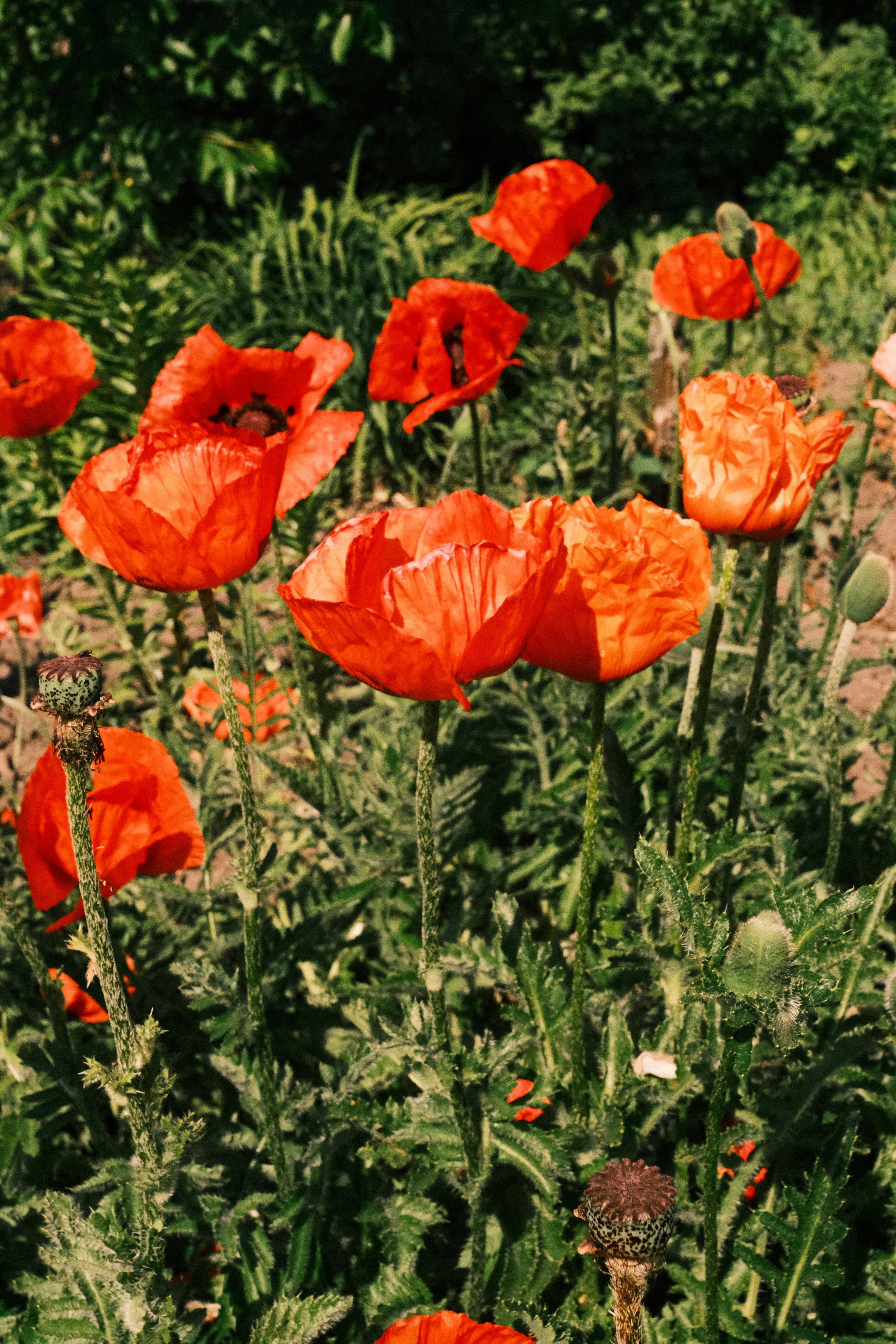 Vibrant red poppy flowers blooming in a lush green garden.
