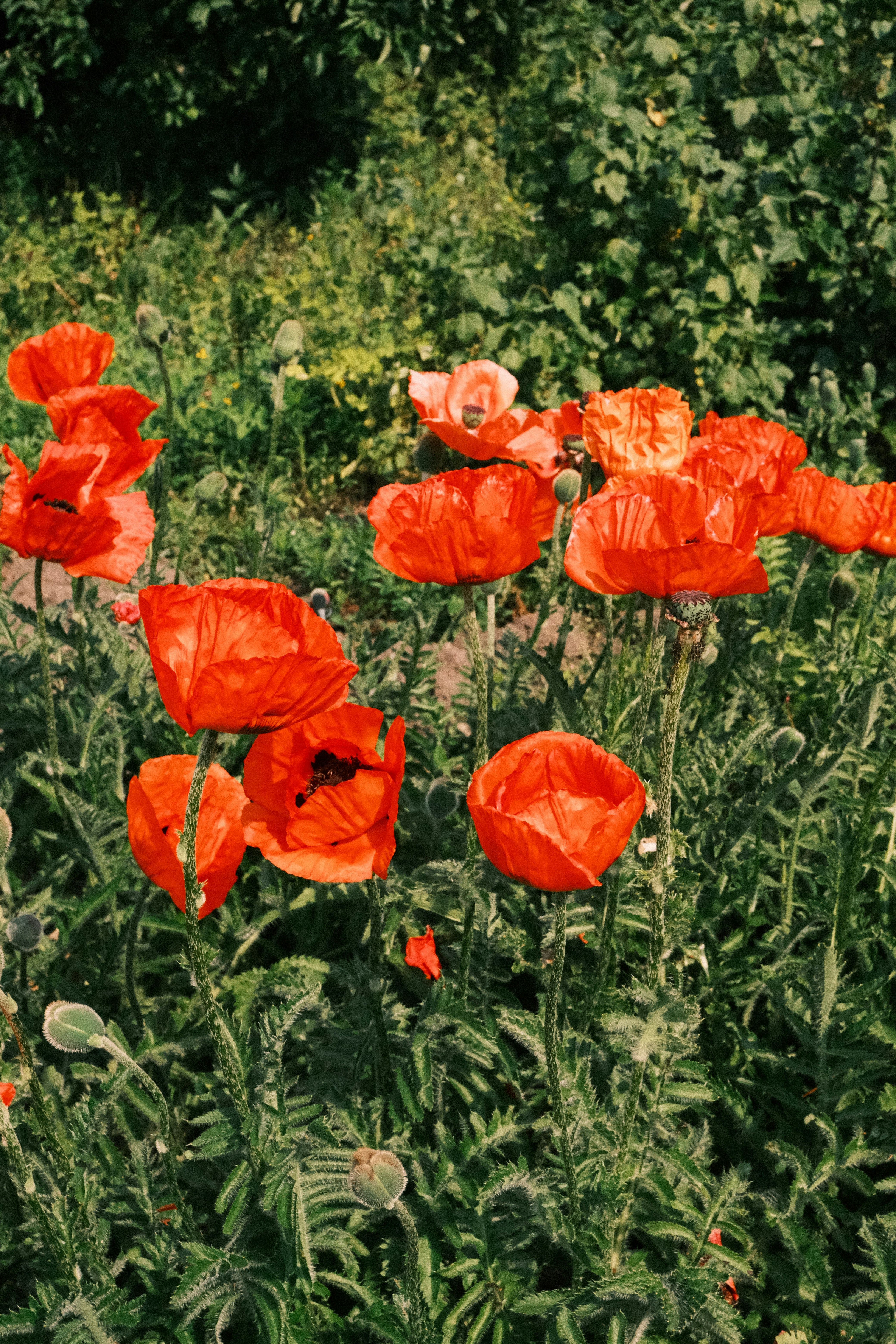 Scarlet Poppies in a Sunlit Field