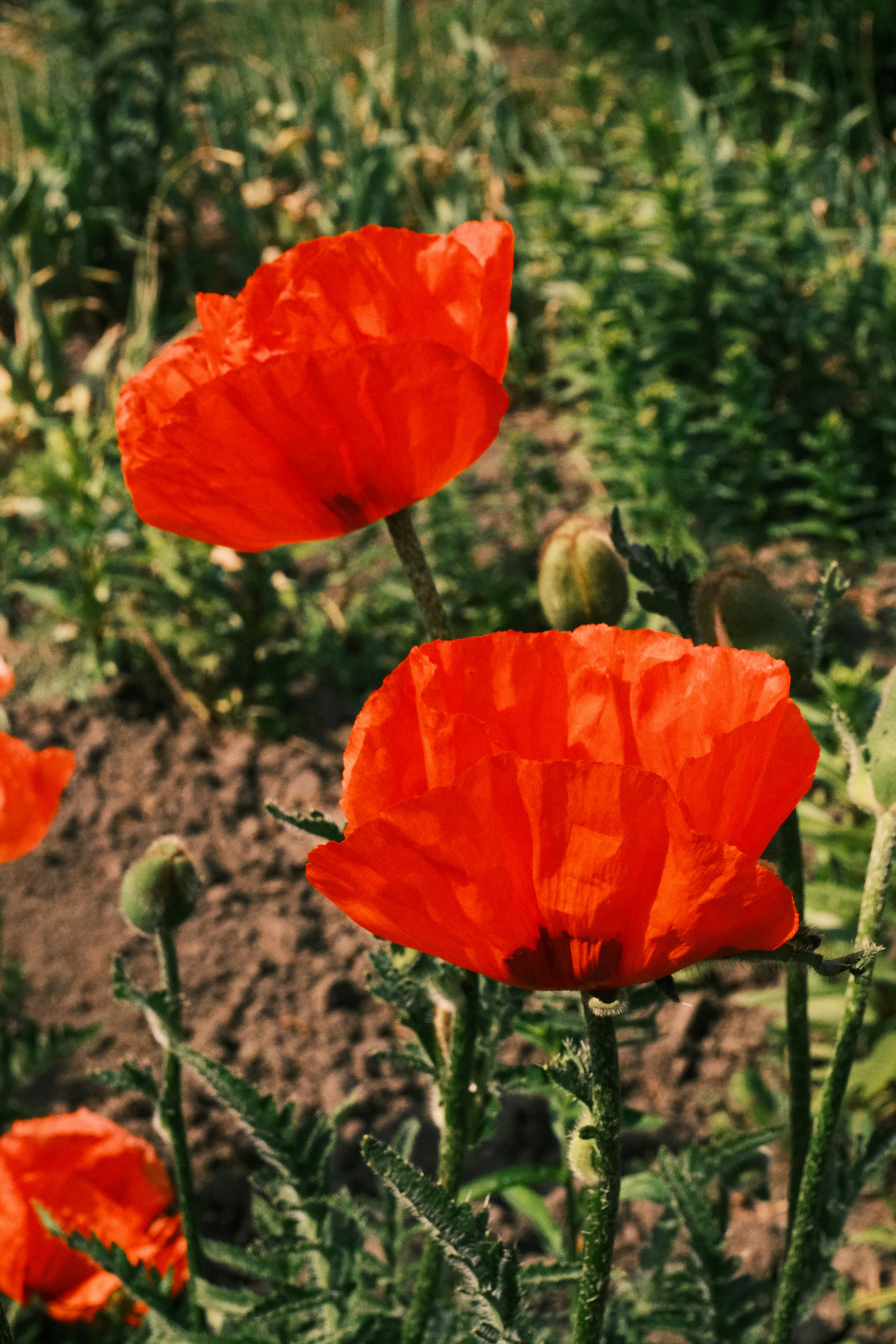 Crimson Poppies in Warm Summer Light