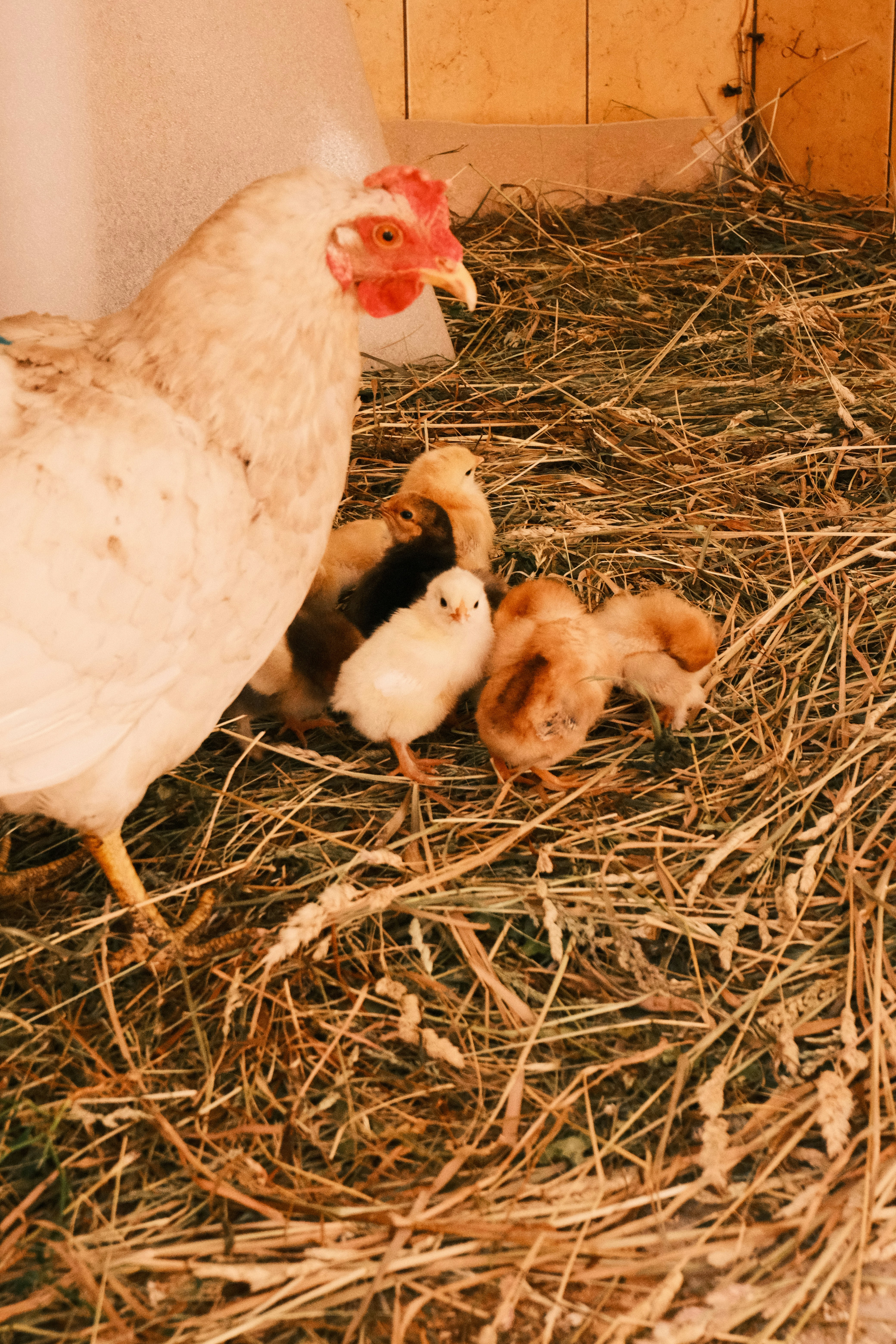 Mother Hen and Her Chicks: Nestled in Stubble by the Coop