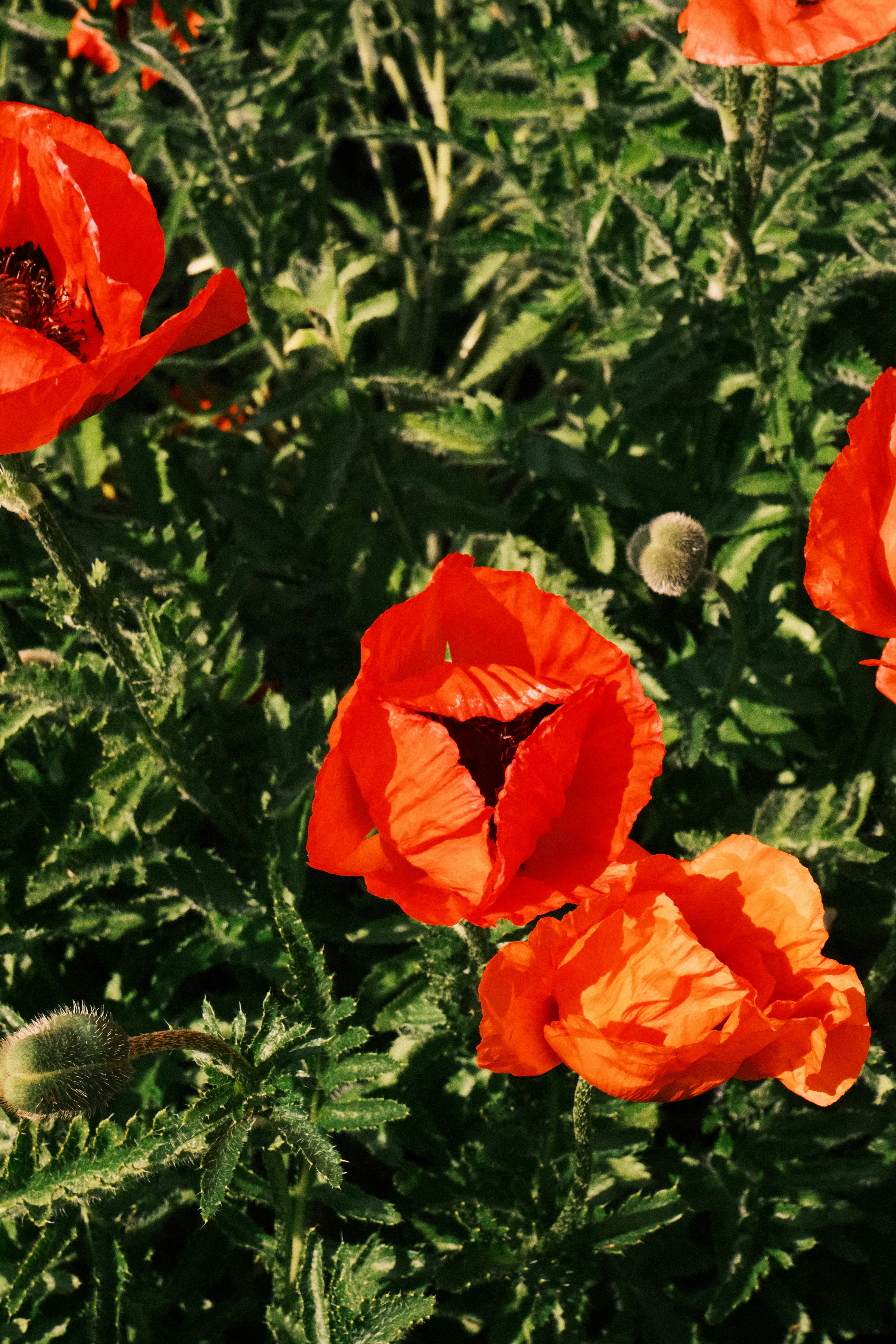 Crimson blooms amid emerald foliage