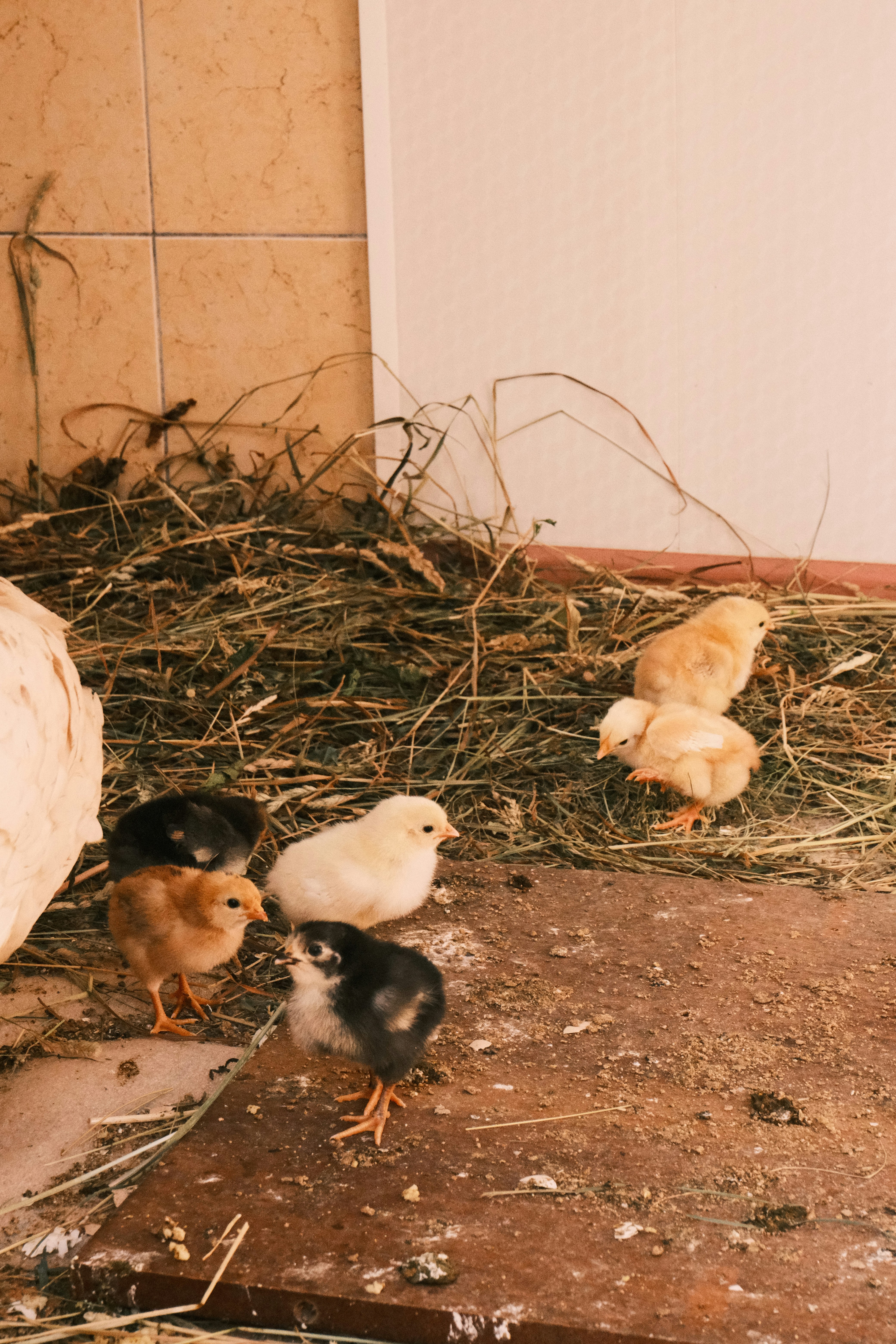 Chick Ensemble in a Tidy Nesting Corner