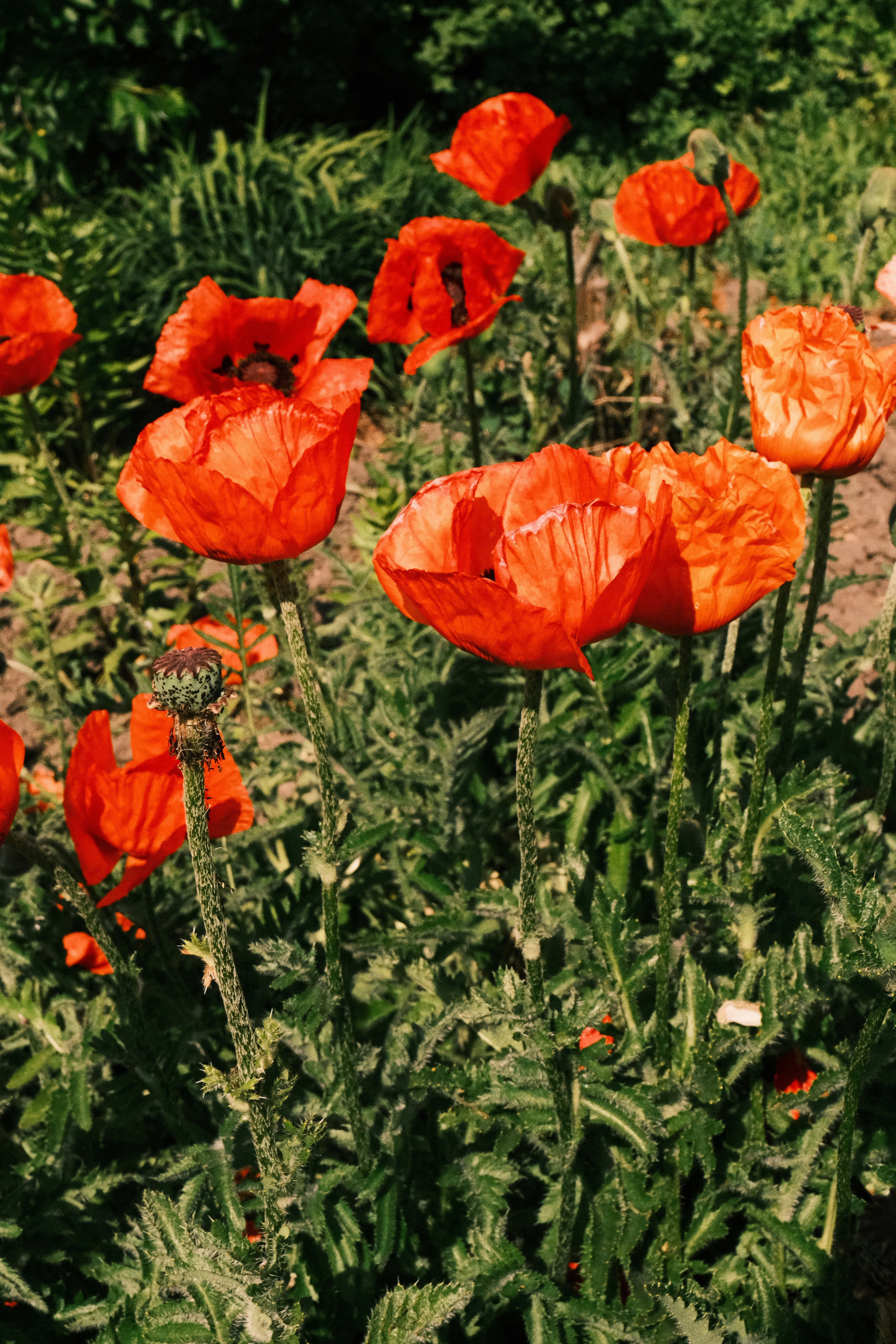 Emerald Field of Coral Poppies Under Summer Light