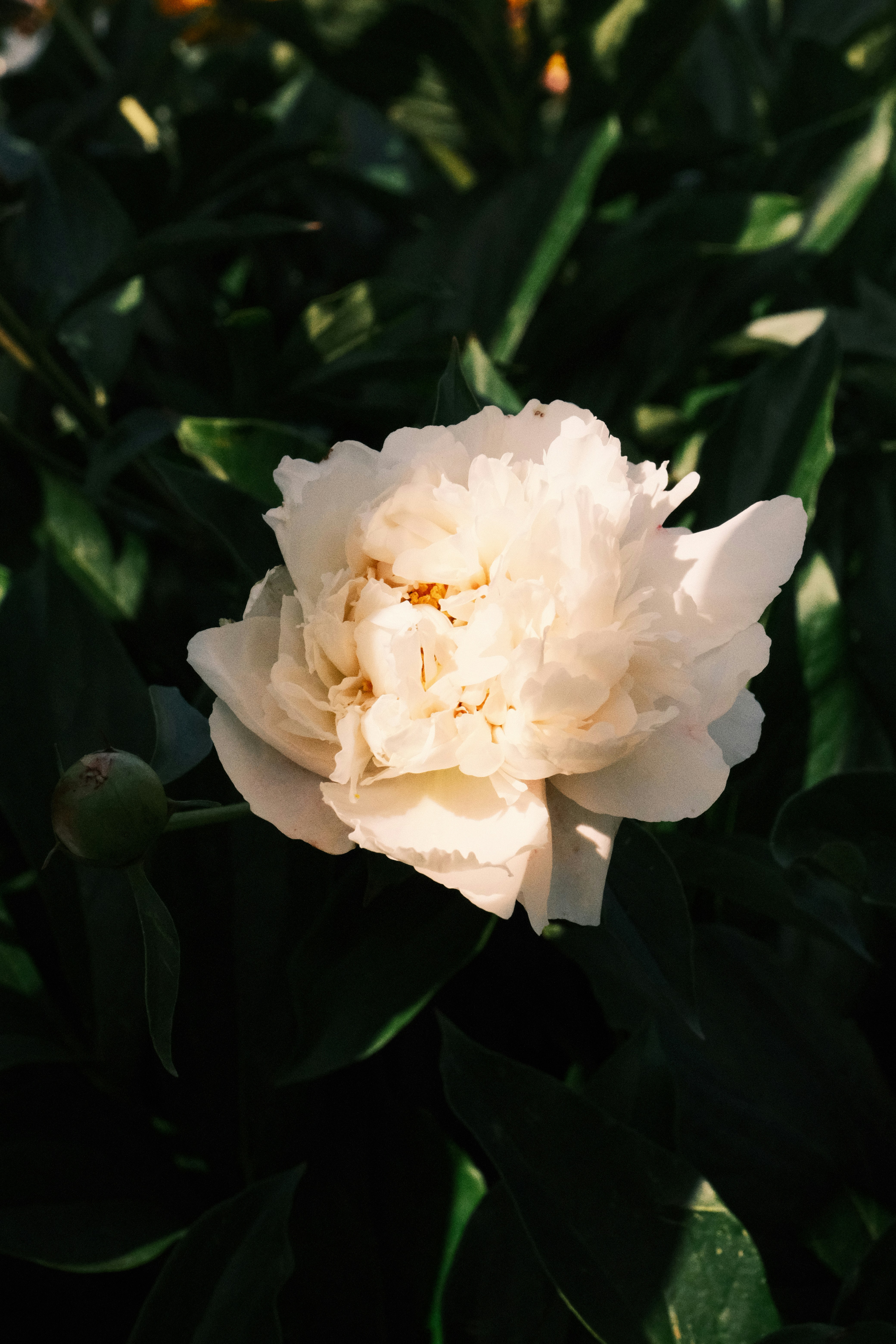 Cream Peony in Soft Backlight