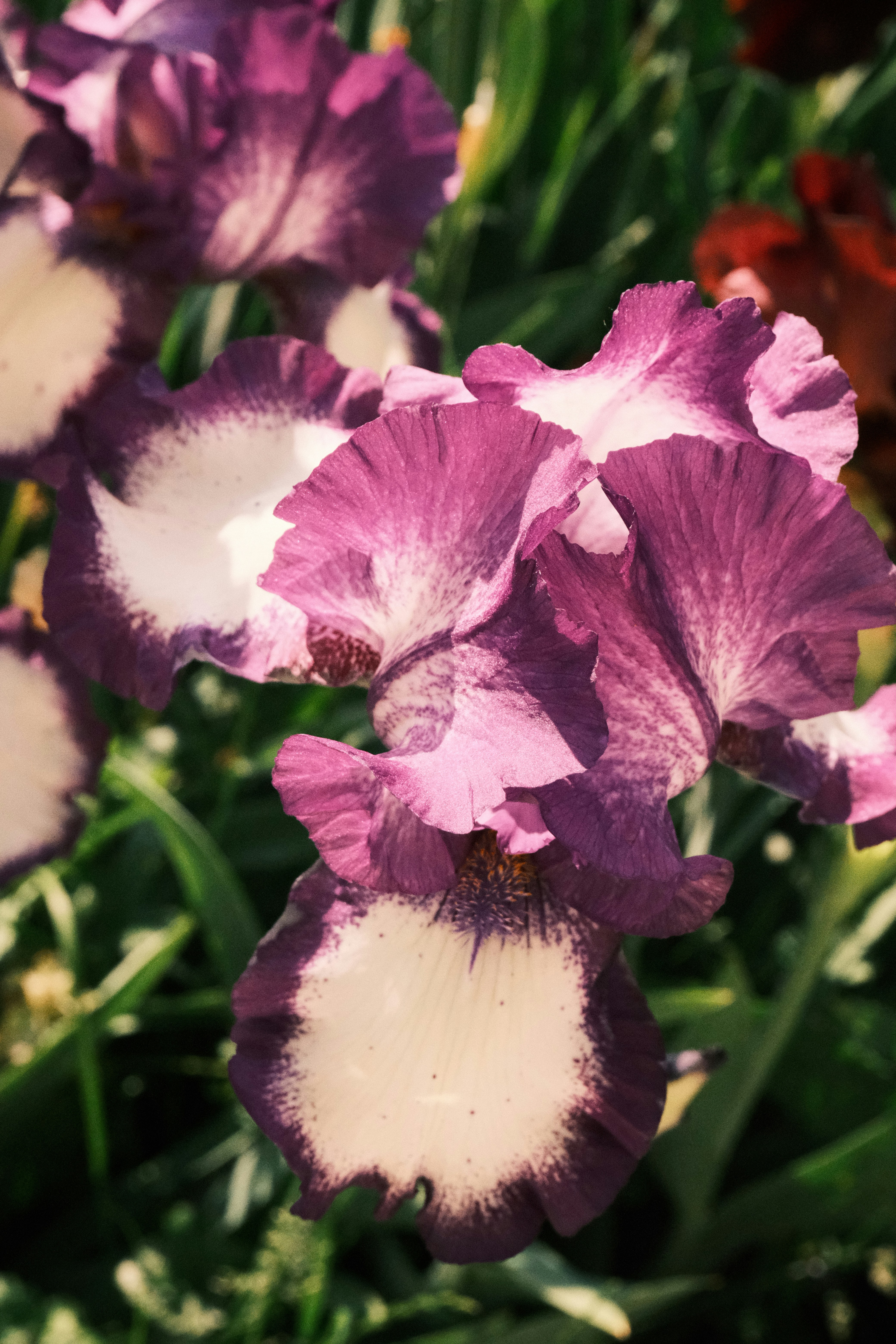 Lavender-Edged Iris Bloom Hues in a Sunlit Garden
