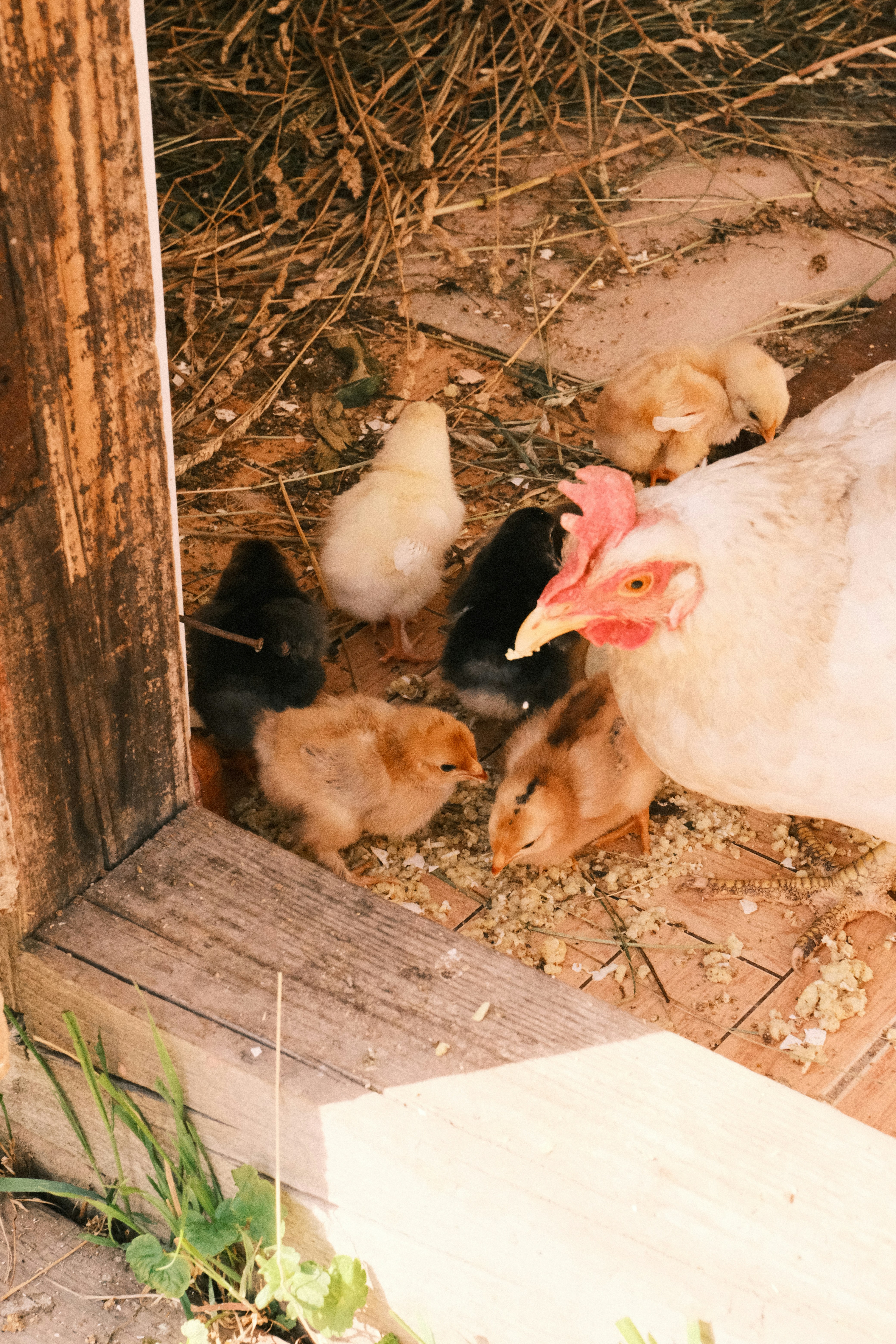 Chickens Nearby: A Curious Hen Oversees the Nursery