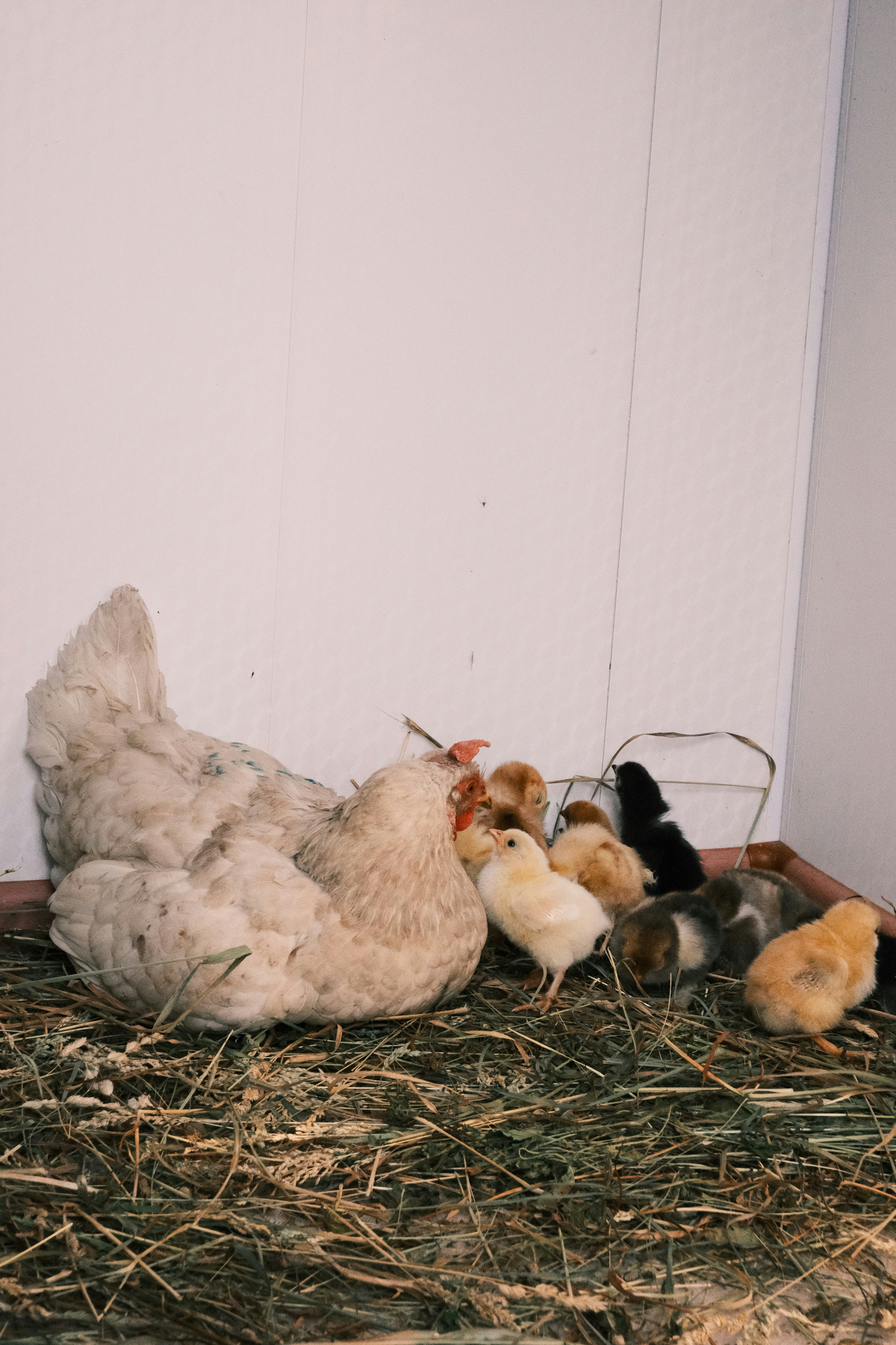 Mother Hen and Her Chicks: Quiet Nest in the Barn