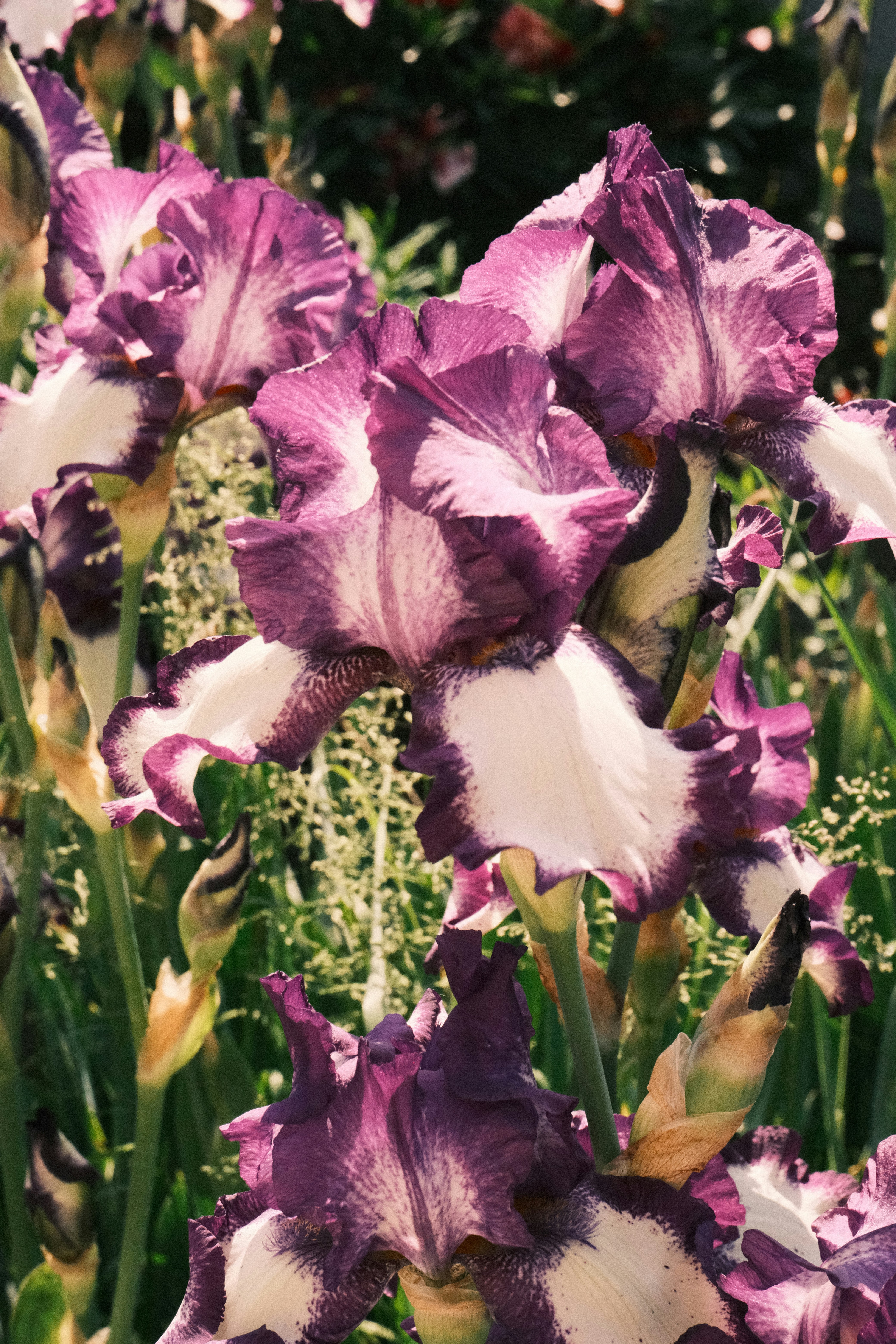 Purple-edged iris bloom cluster in sunlit garden panorama