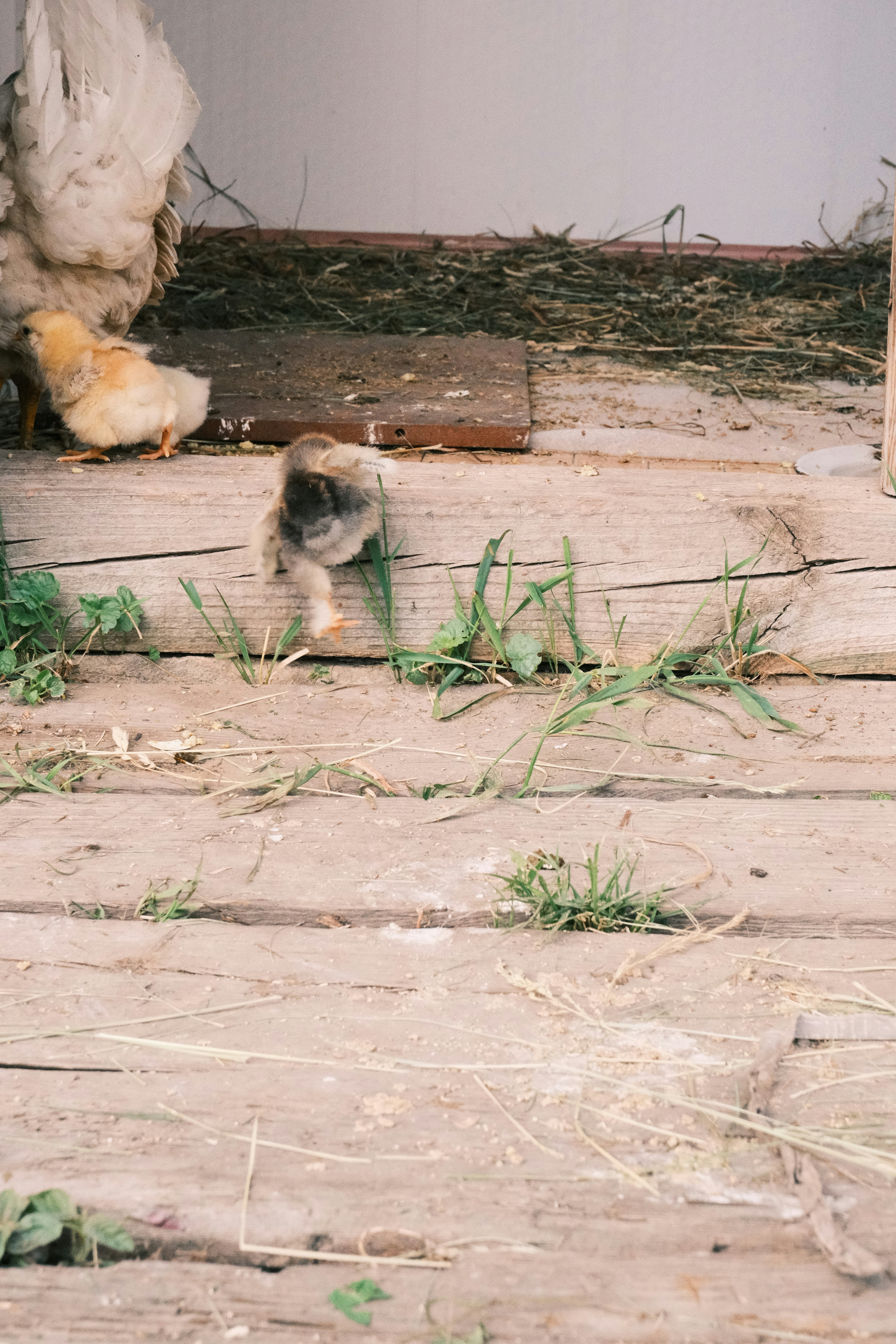 Chickens on the Wooden Porch: A Curiously Tidy Scavenger Scene