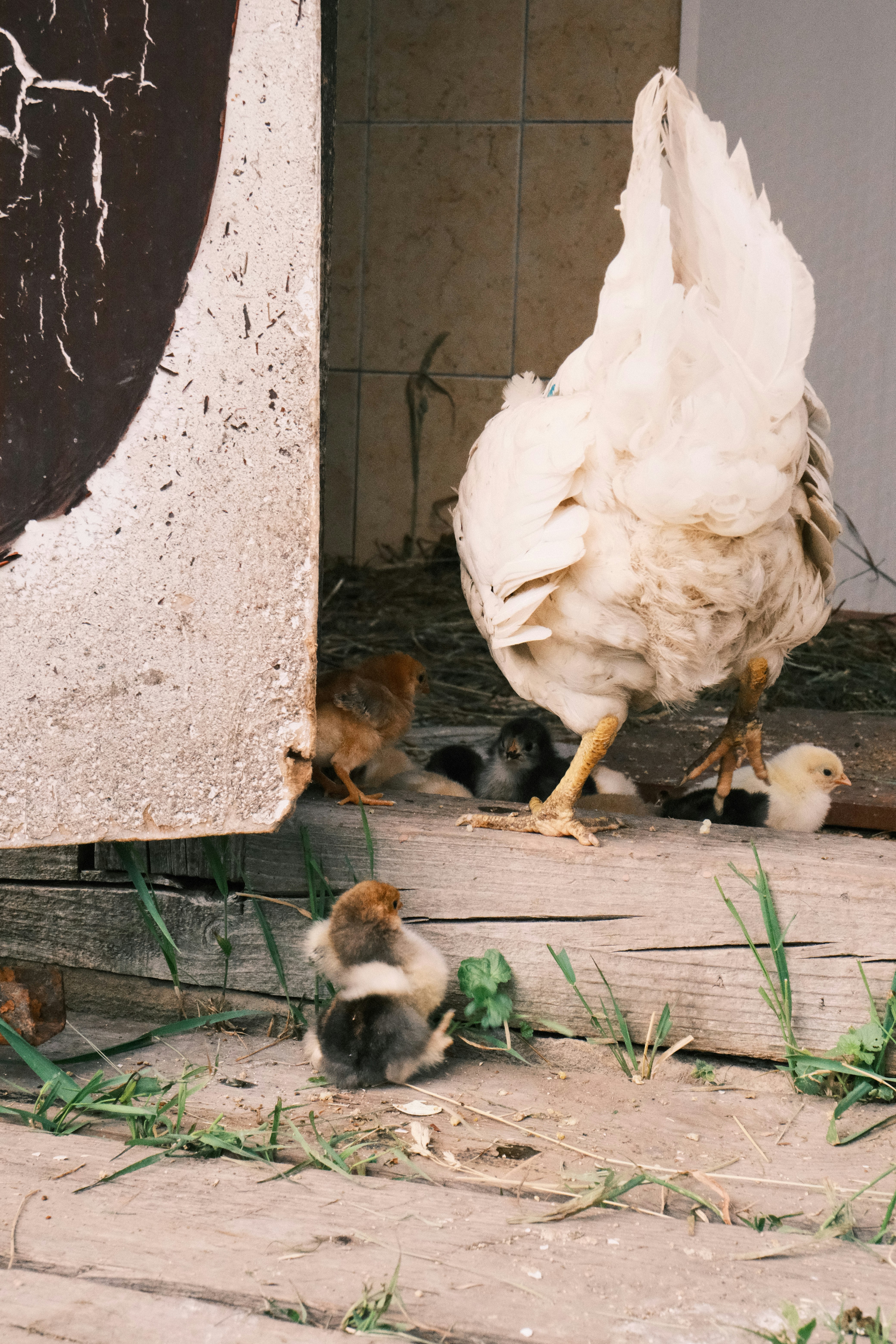 Mother Hen and Fluffy Chorus in the Coop
