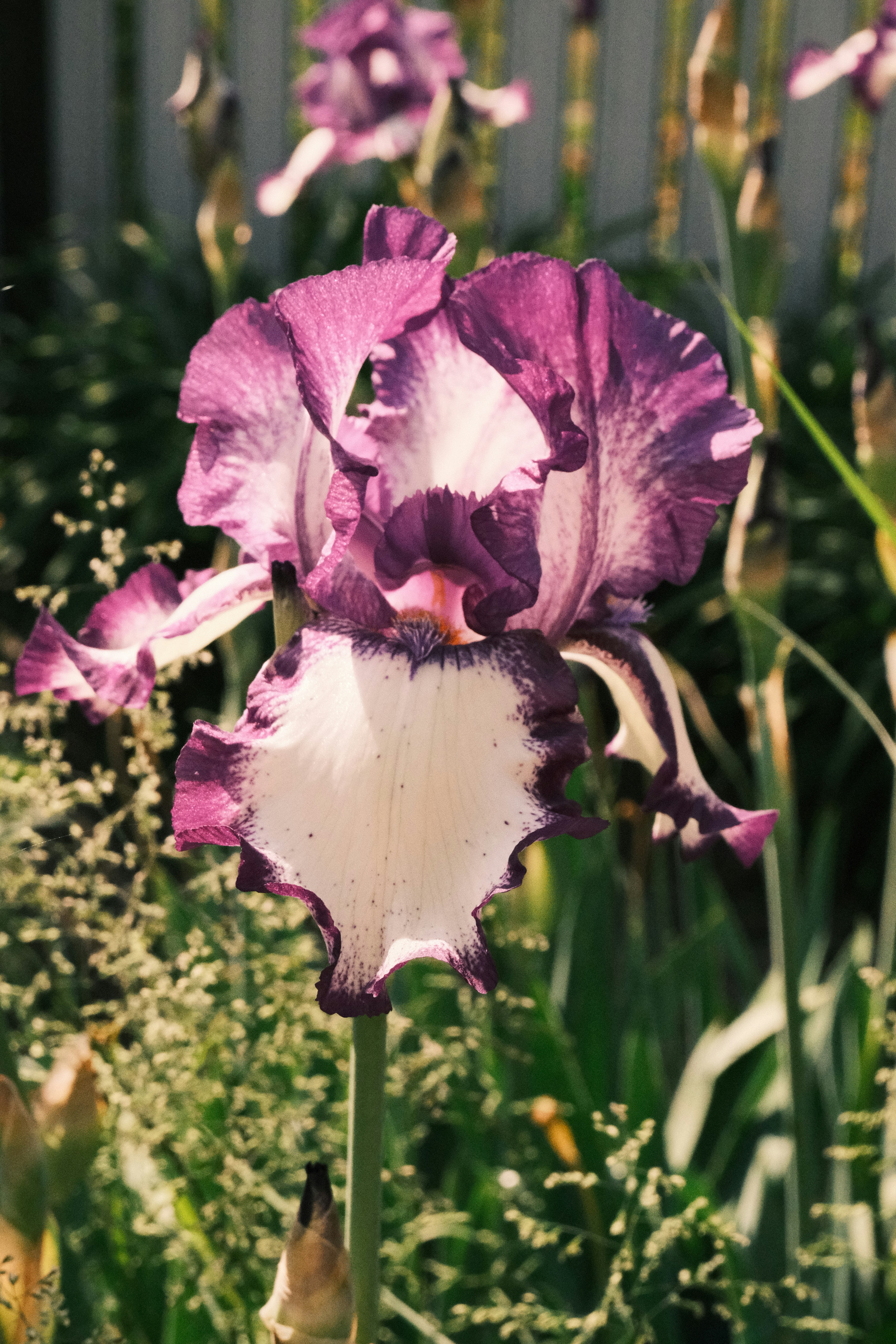 Purple-edged Iris Framed by Garden Glow